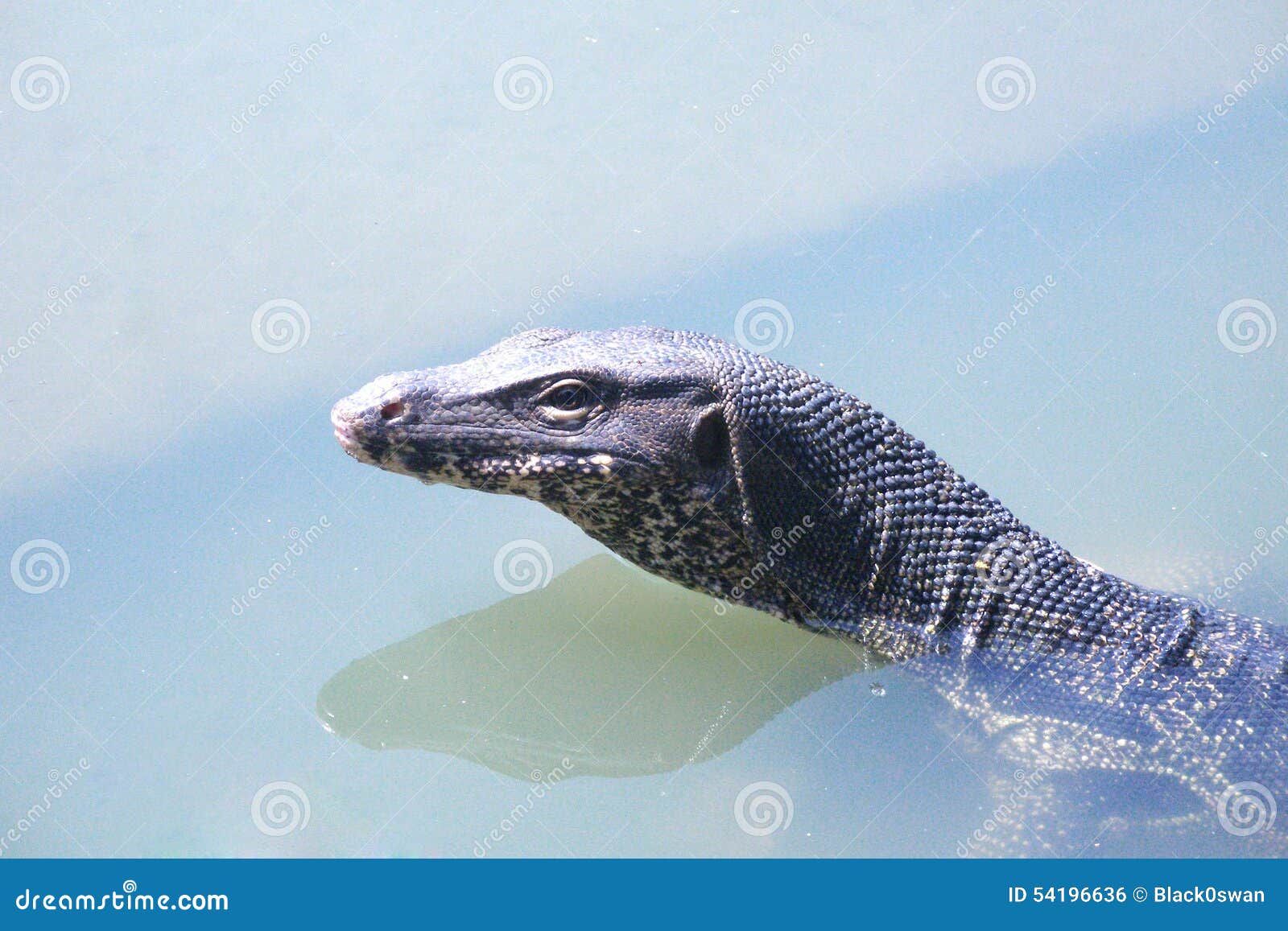 Varan in the water stock photo. Image of water, lizard - 54196636
