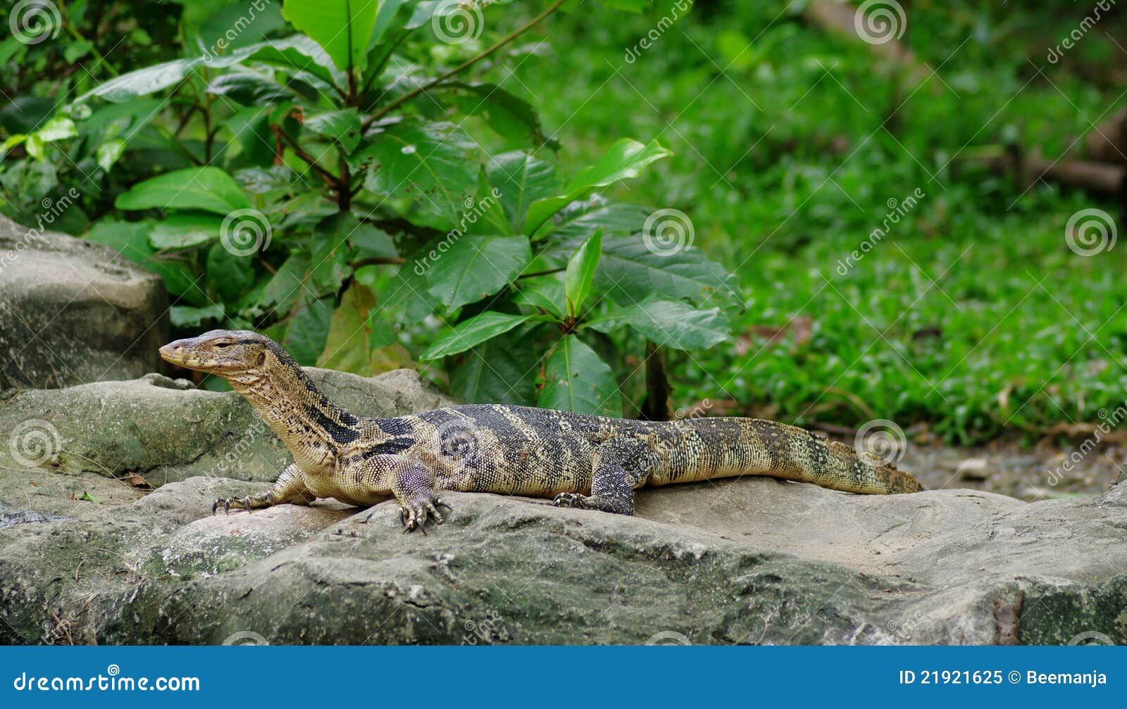 Varanus stock image. Image of varanus, monitor, cruel - 21921625