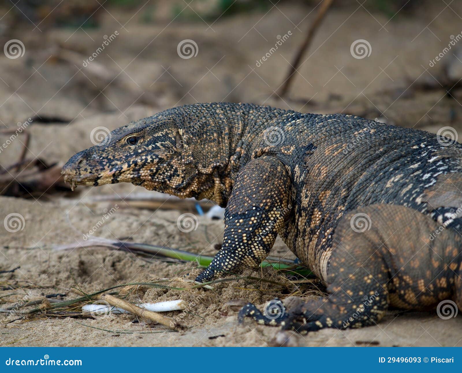Varanus stock image. Image of wildlife, beach, skin, moulting - 29496093