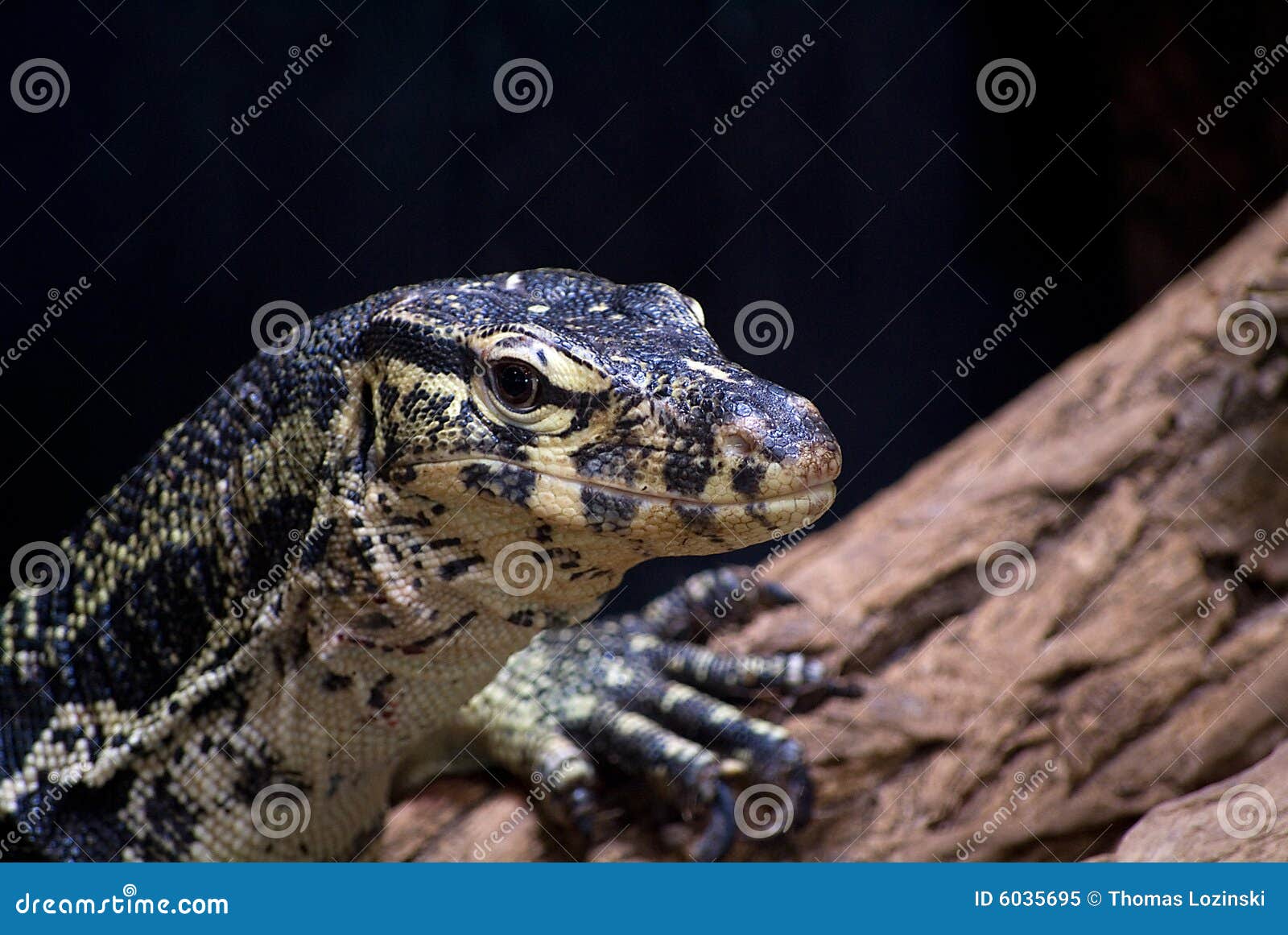 Varanus niloticus stock image. Image of monitor, exotic - 6035695