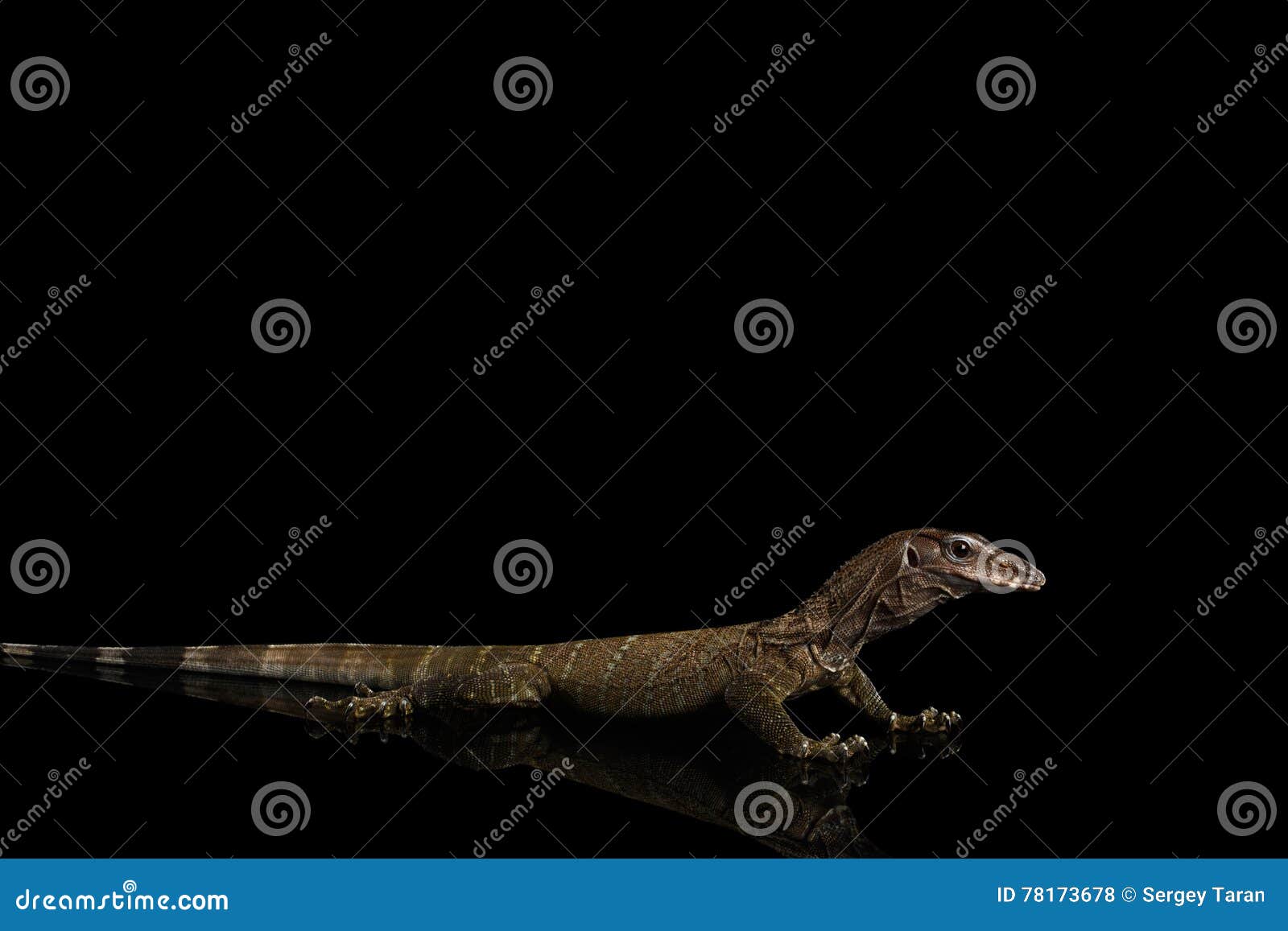 Varanus Rudicollis Black Background Stock Photo - Image of monitor ...