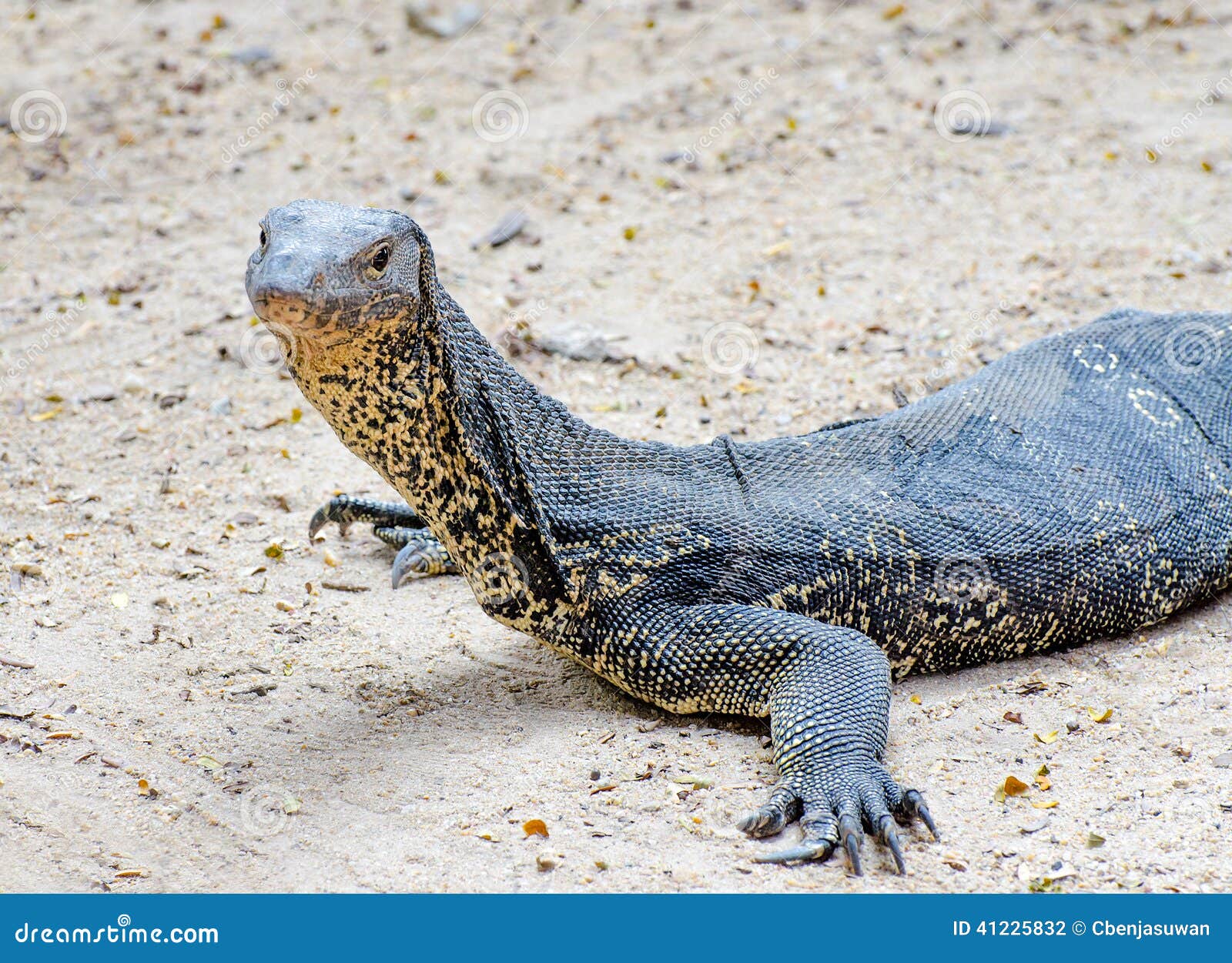 Varanus salvator lizard stock photo. Image of alert, abstract - 41225832