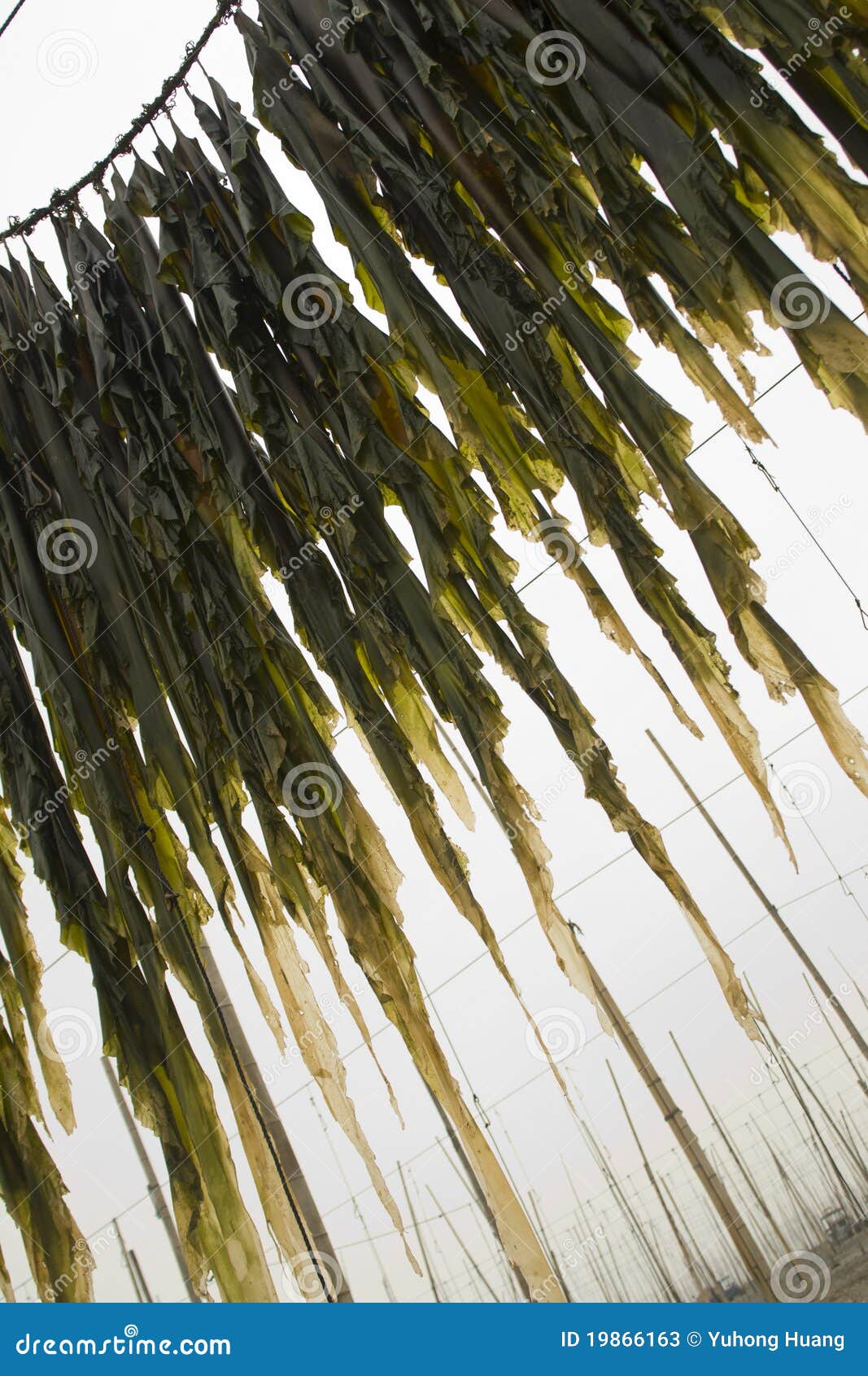 Varech comestible image stock. Image du normal, artificiel - 19866163