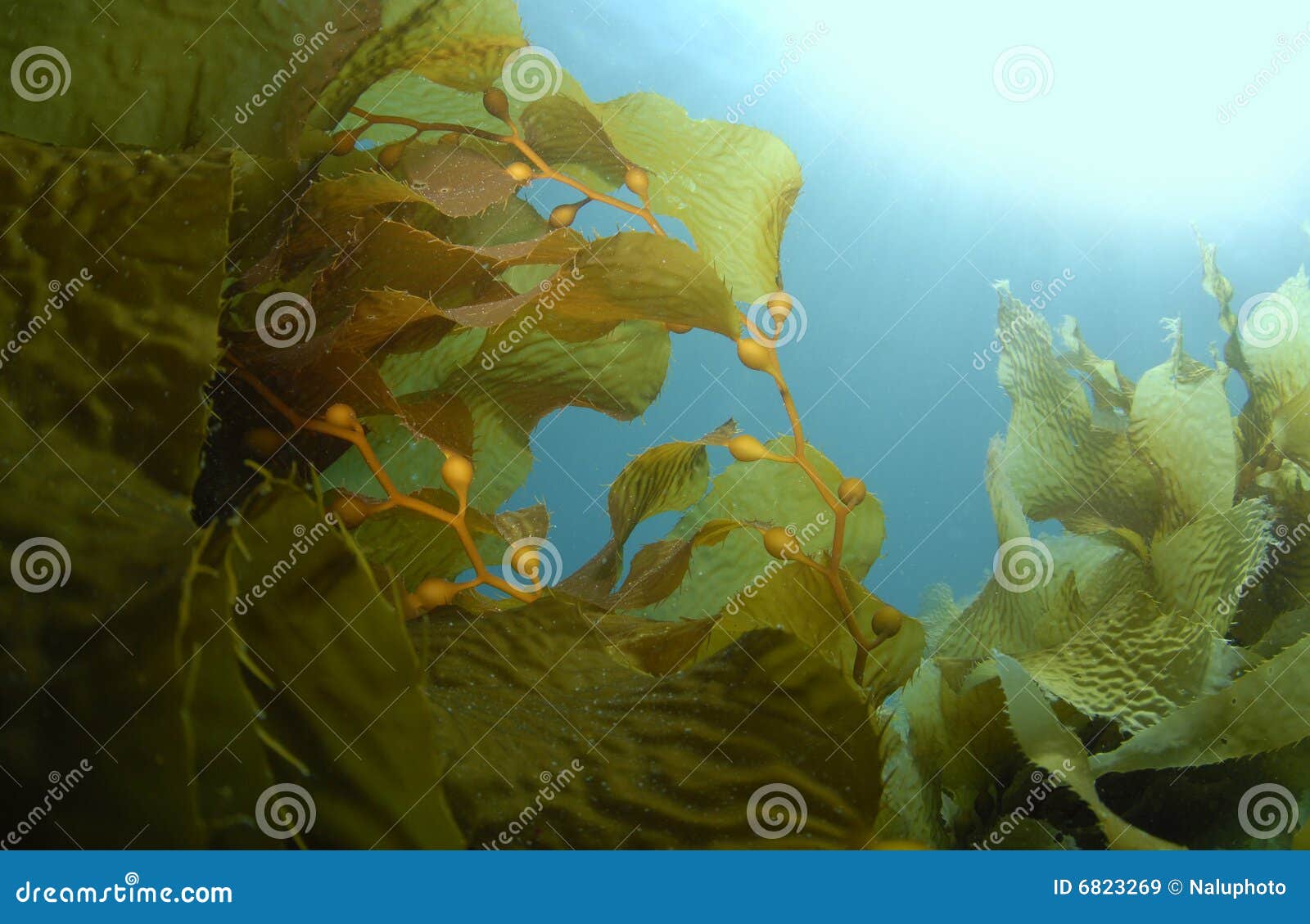 Varech de fond image stock. Image du surface, centrale - 6823269