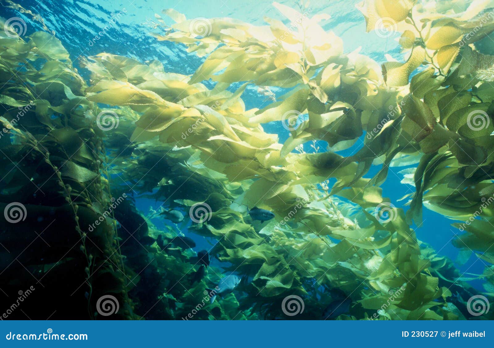 Varech Forrest image stock. Image du catalina, poissons - 230527