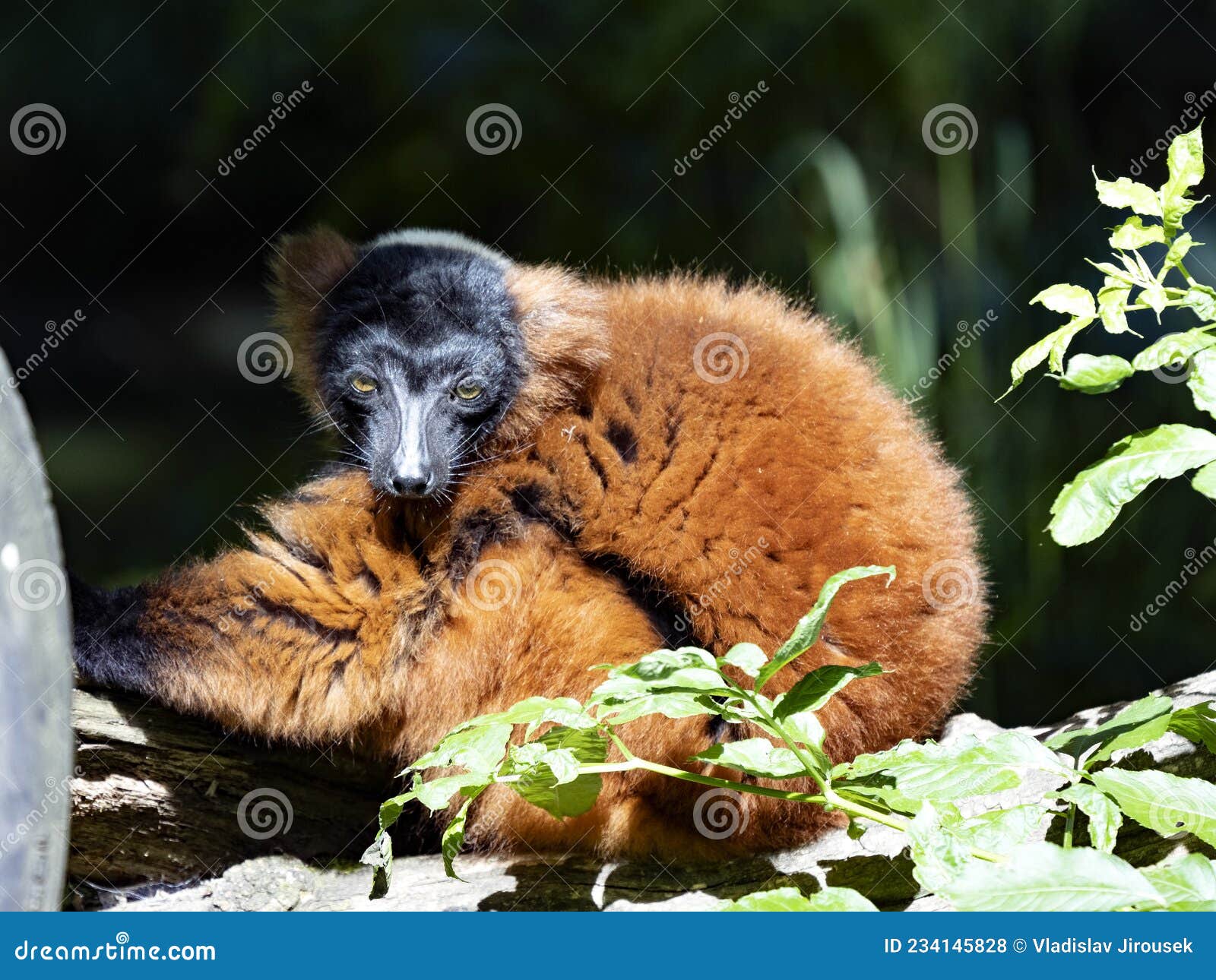 Varecia Rubra, Red Ruffed Lemur, Basks in the Sun Stock Photo - Image ...