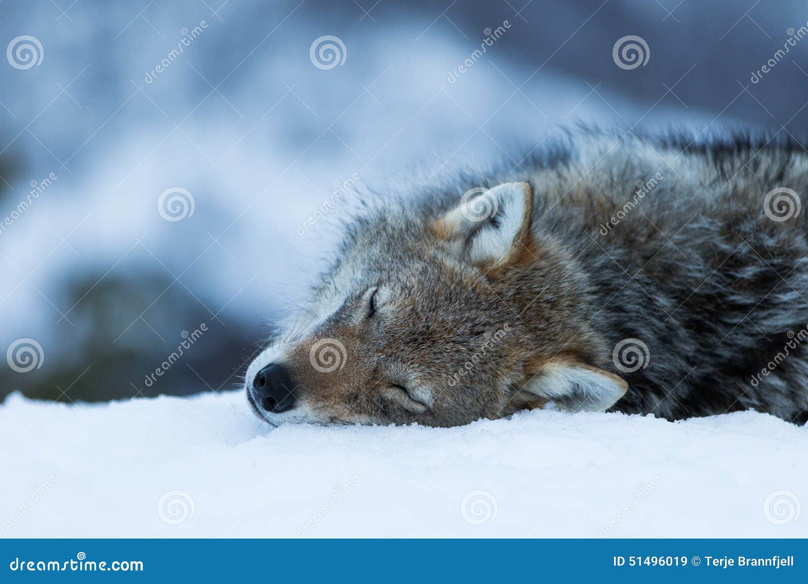 Varg fotografering för bildbyråer. Bild av päls, däggdjur - 51496019