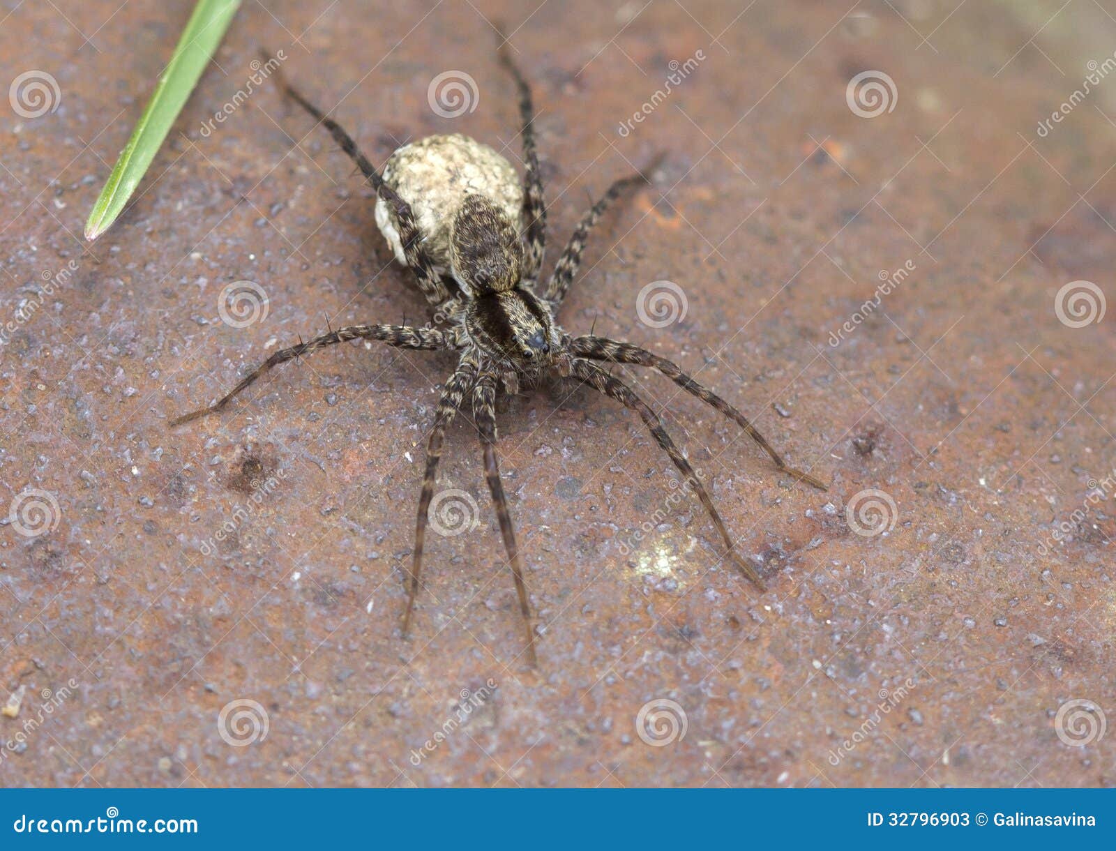 Lycosidae Foton - Gratis och royaltyfria stockfoton från Dreamstime