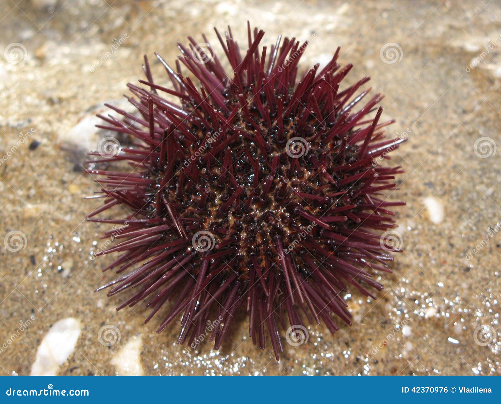 Variété du hérisson de mer photo stock. Image of roches - 42370976