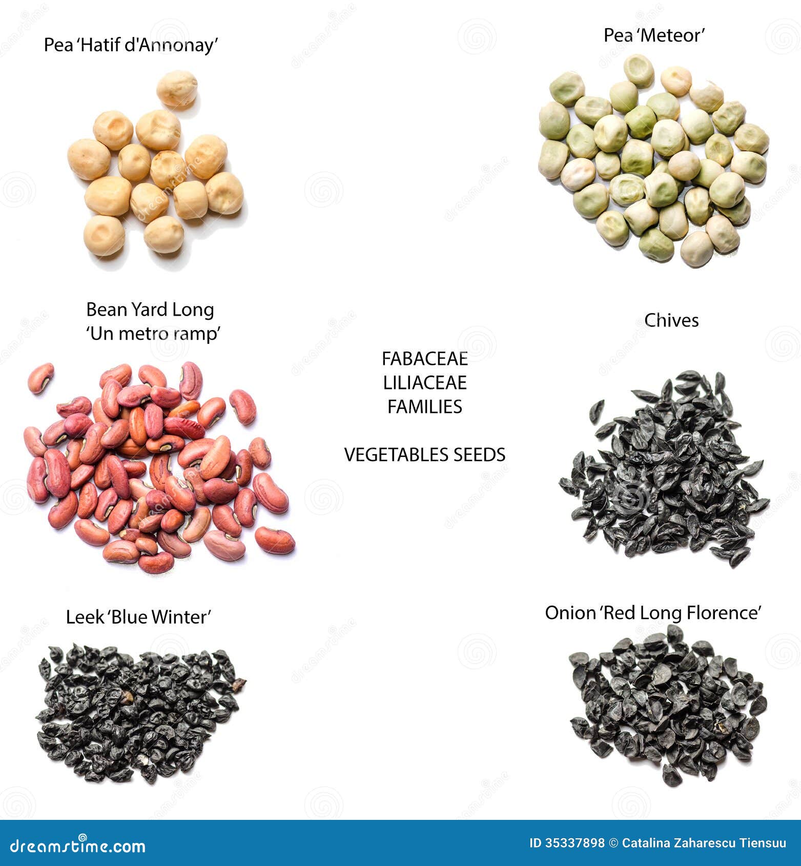 Variétés De Graines De Légumes Photo stock - Image du pousses ...