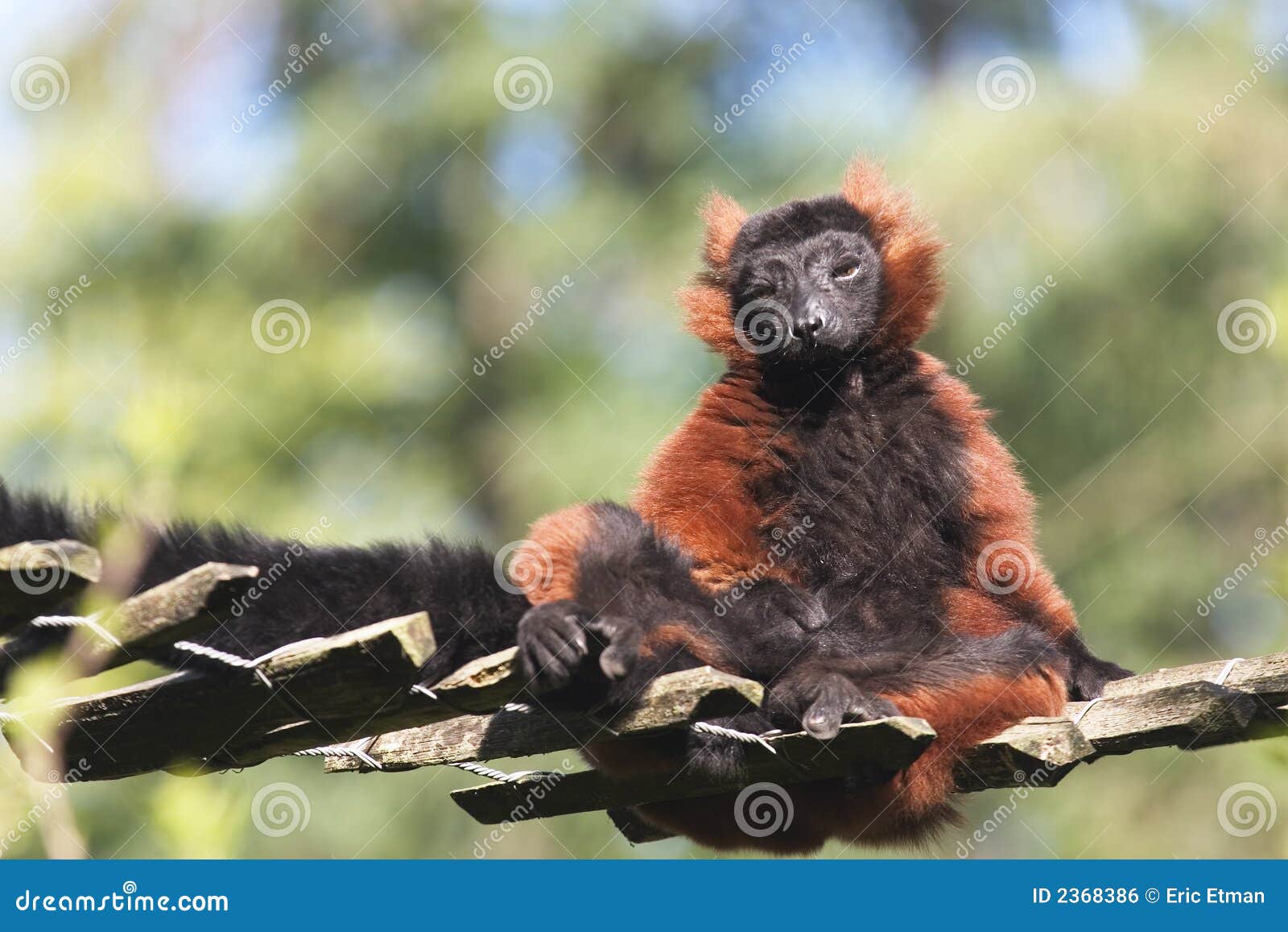 Male Vari Stock Photos - Free & Royalty-Free Stock Photos from Dreamstime