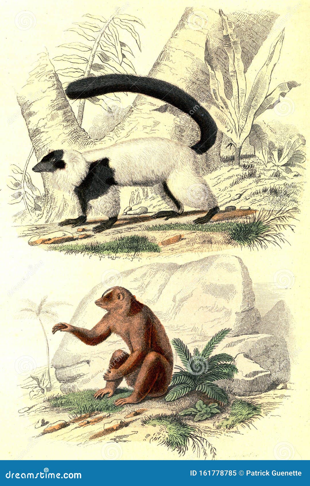 Bengal Slow Loris Or Nycticebus Bengalensis Vintage Engraving Vector ...