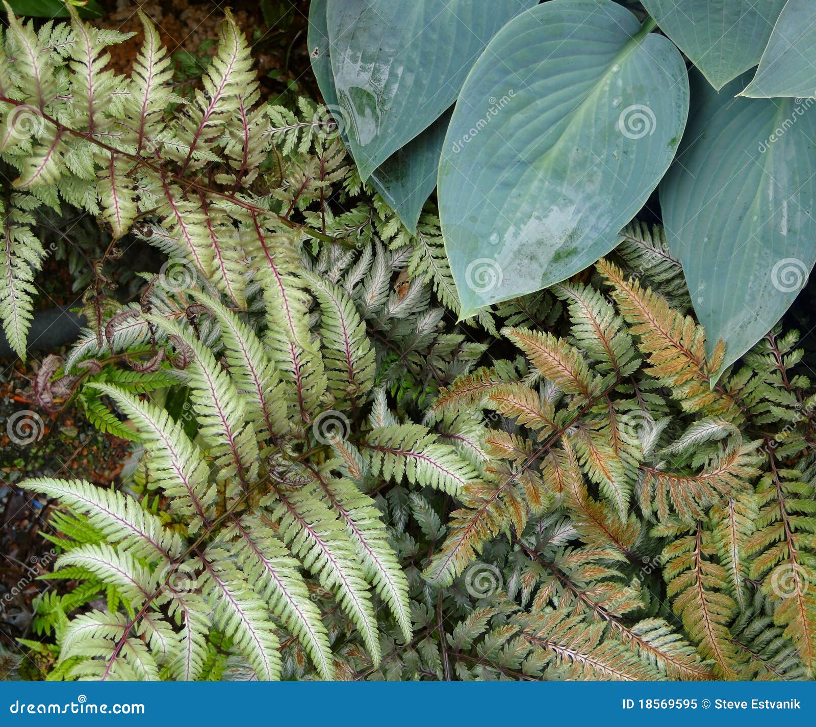 Vari colored ferns stock image. Image of bush, detail - 18569595