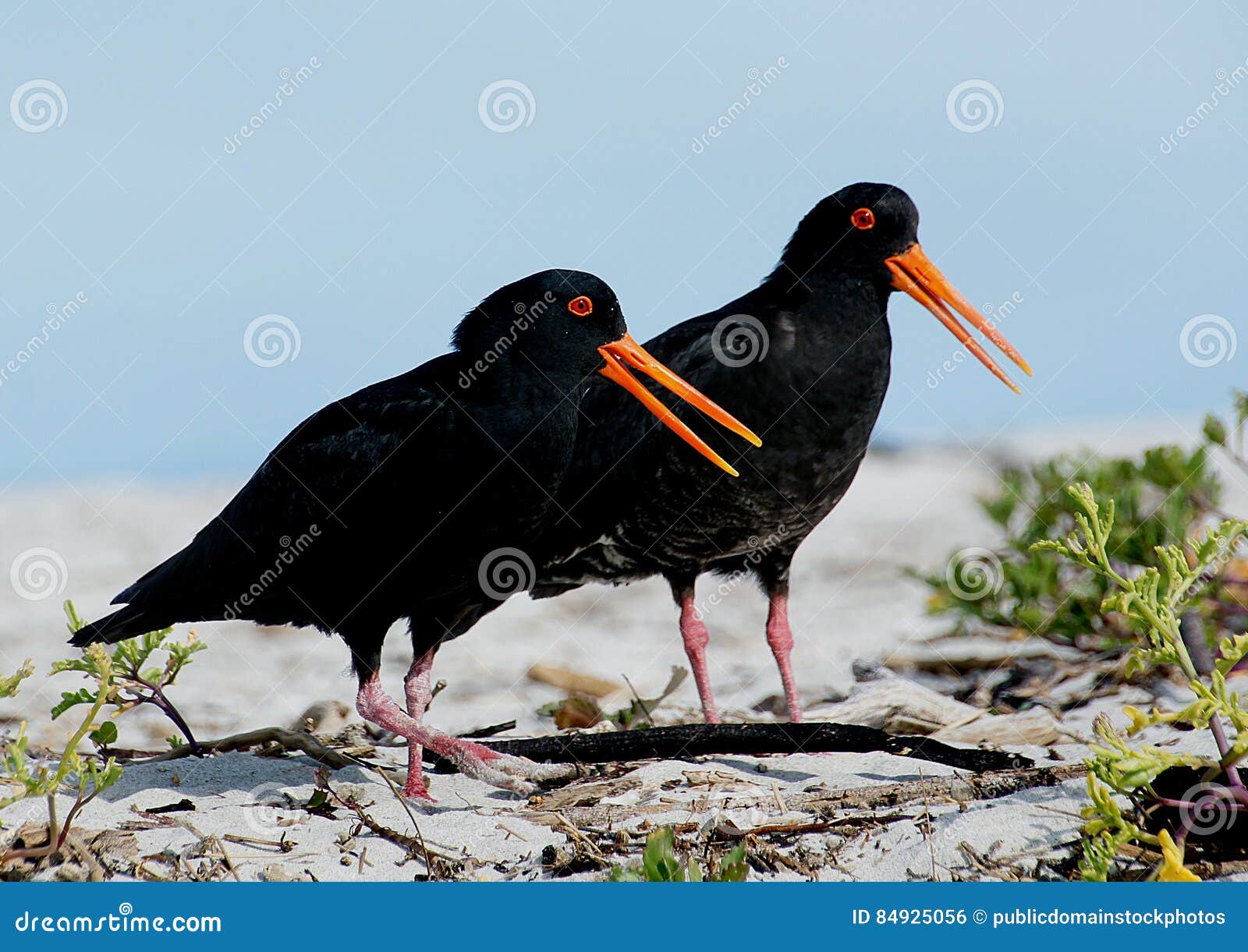 Variabel Strandskata NZ Bild. Bild: 84925056