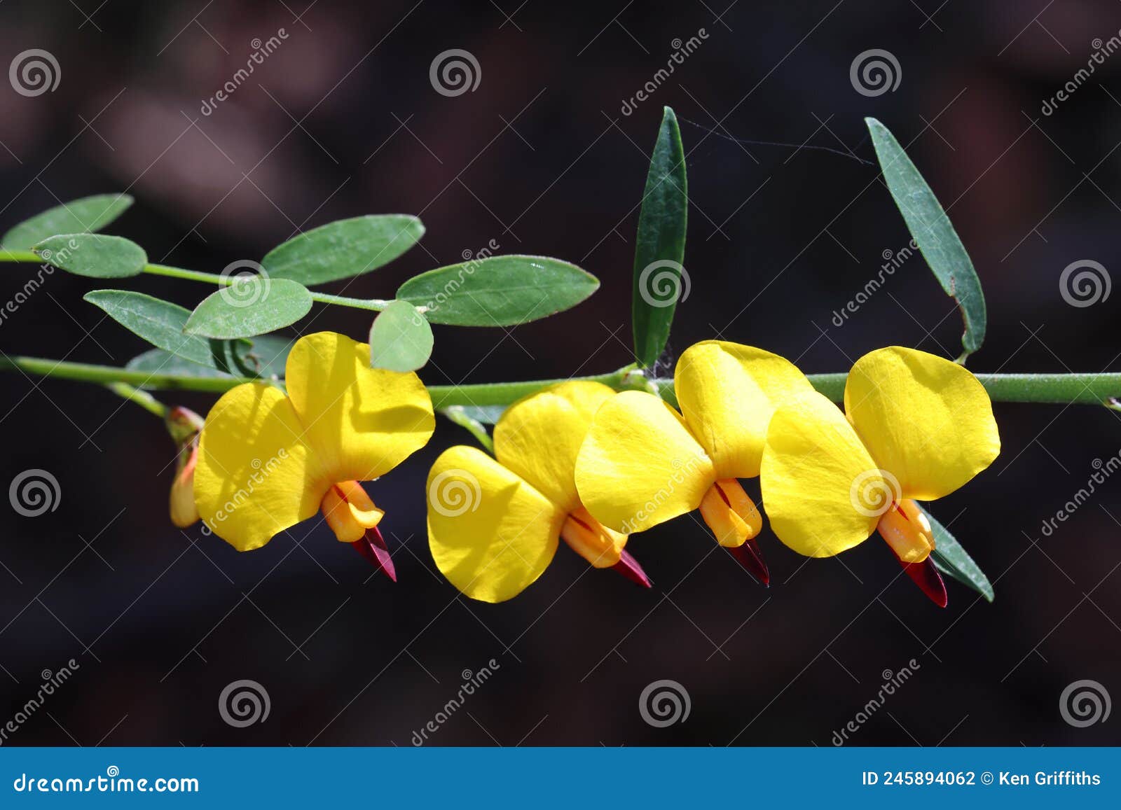 Variable Bossiaea stock photo. Image of australian, plant - 245894062