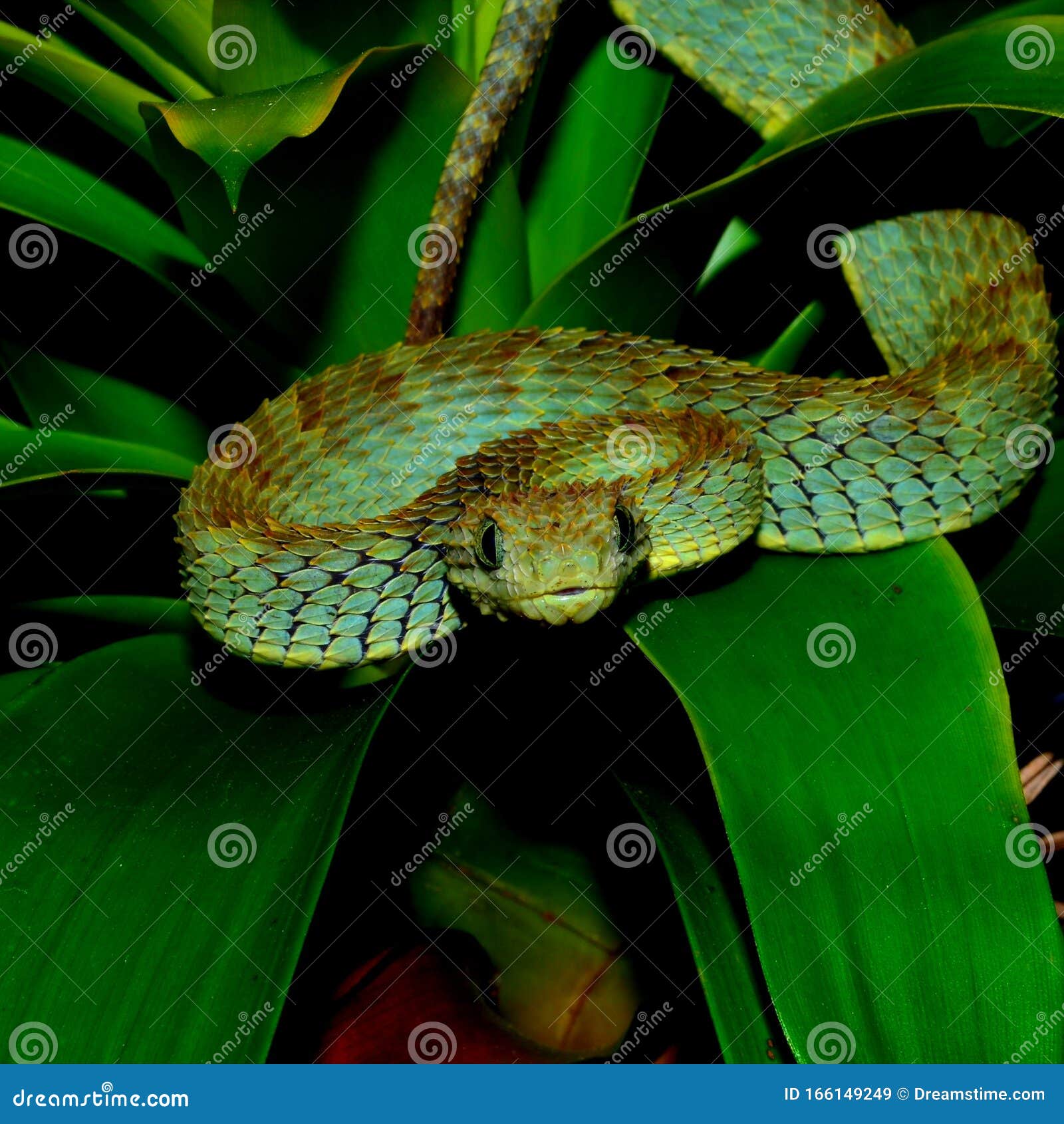 Variable Bush Viper stock image. Image of variable, snake - 166149249