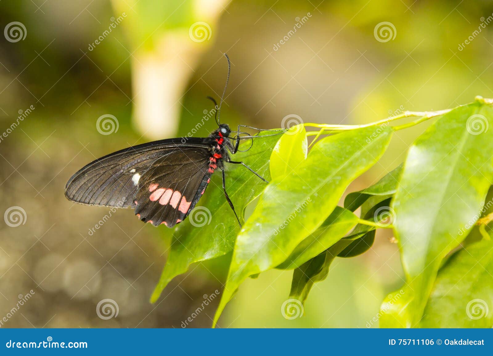 Cattleheart Butterflies Stock Photos - Free & Royalty-Free Stock Photos ...