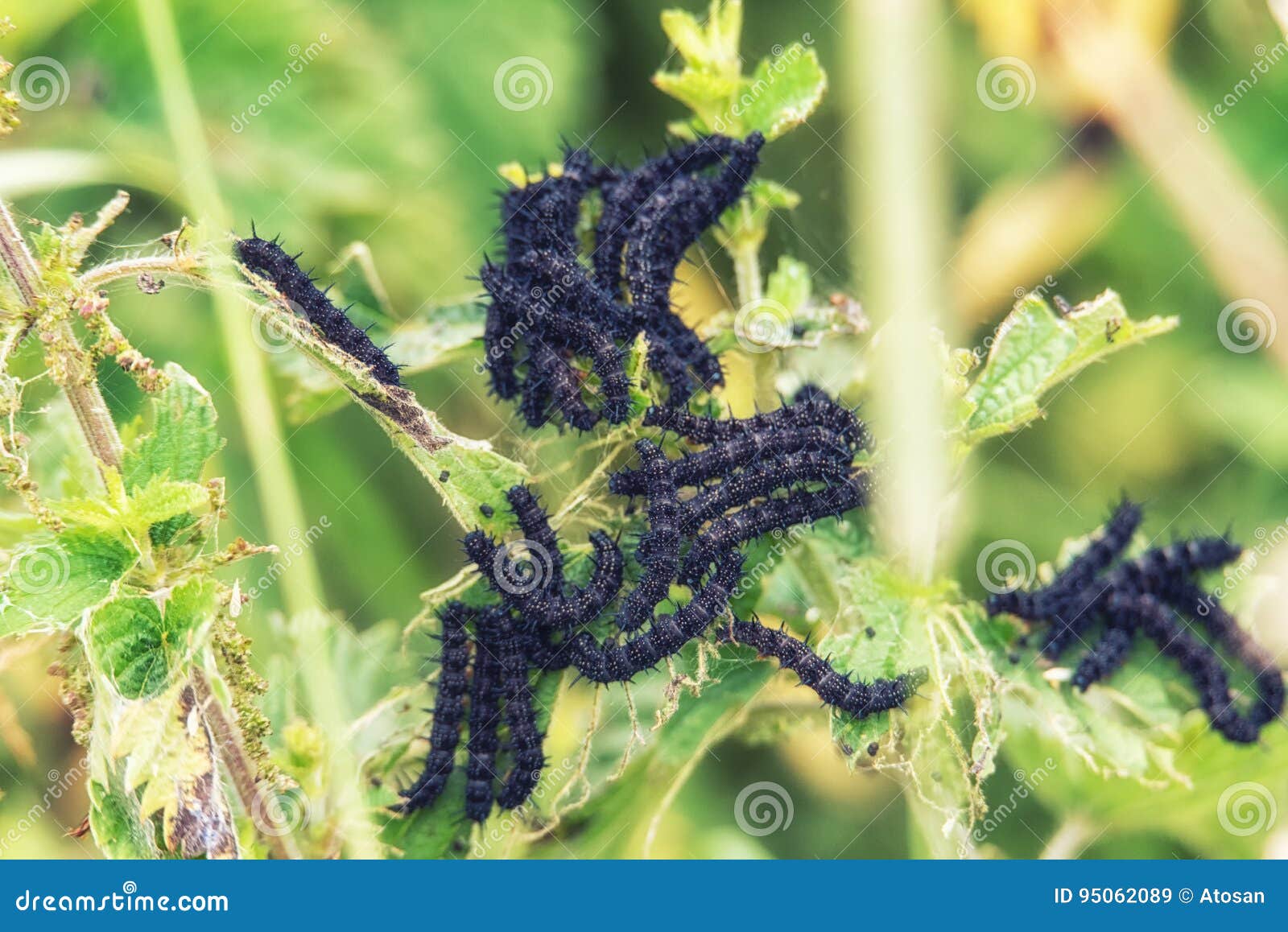 Variable Checkerspot Butterfly Caterpillars Stock Image - Image of pest ...