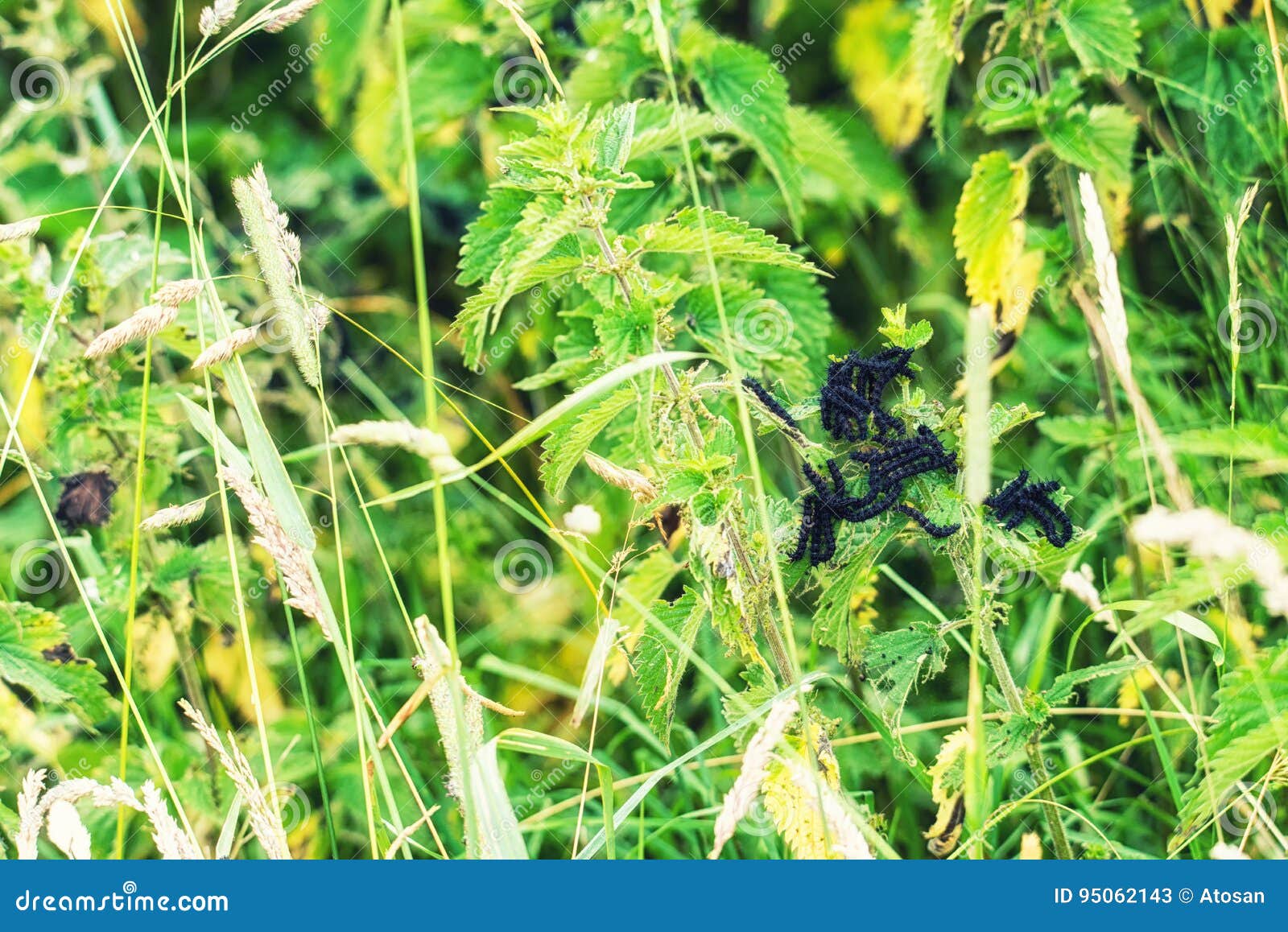 Variable Checkerspot Butterfly Caterpillars Stock Image - Image of ...