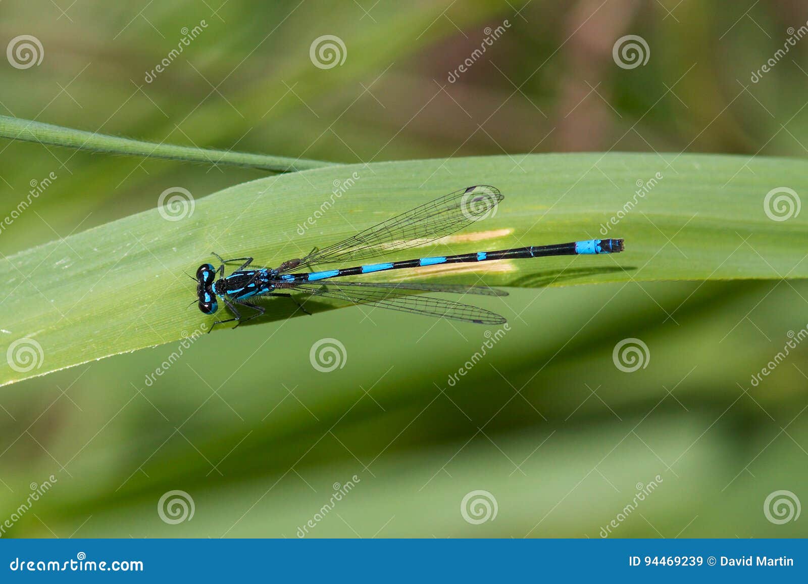 A Variable Damselfly Resting on a Leaf. Stock Image - Image of animal ...