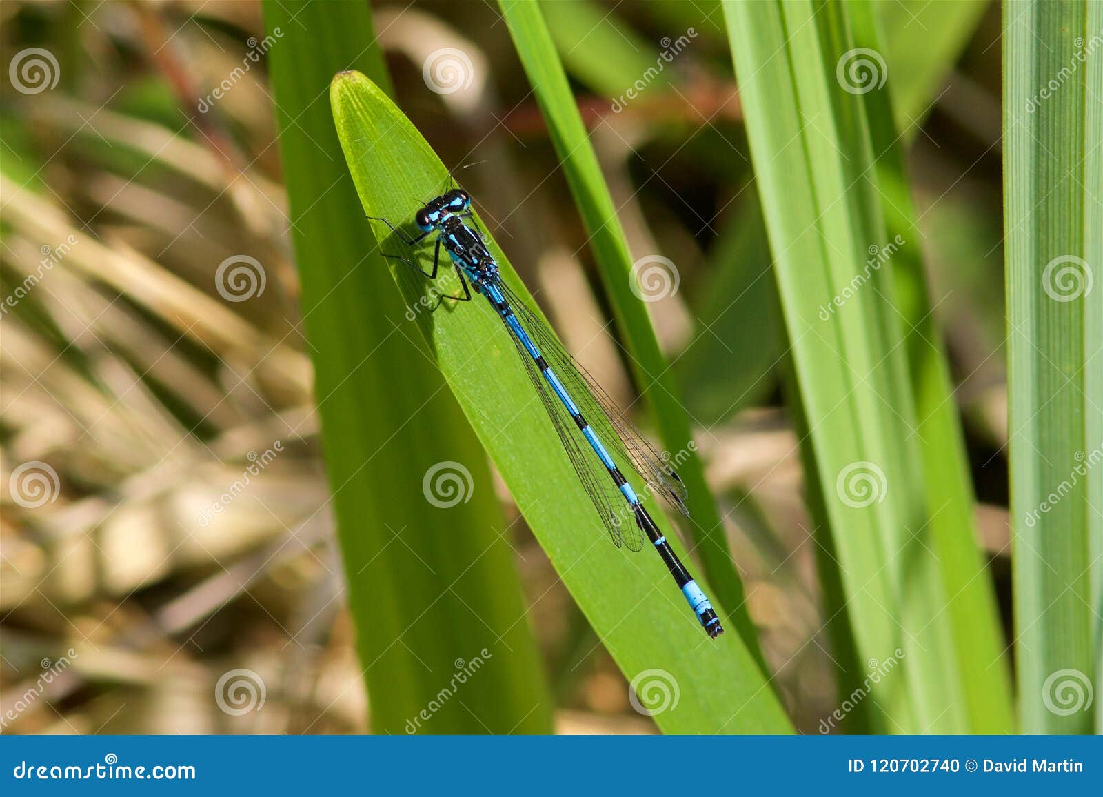 A Variable Damselfly, Resting on a Leaf in the Sun. Stock Photo - Image ...