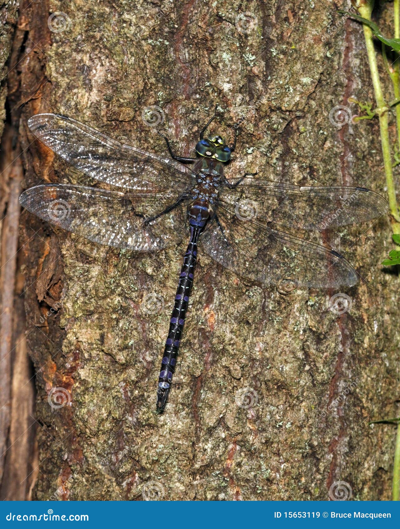 Variable Darner Dragonfly stock image. Image of insect - 15653119