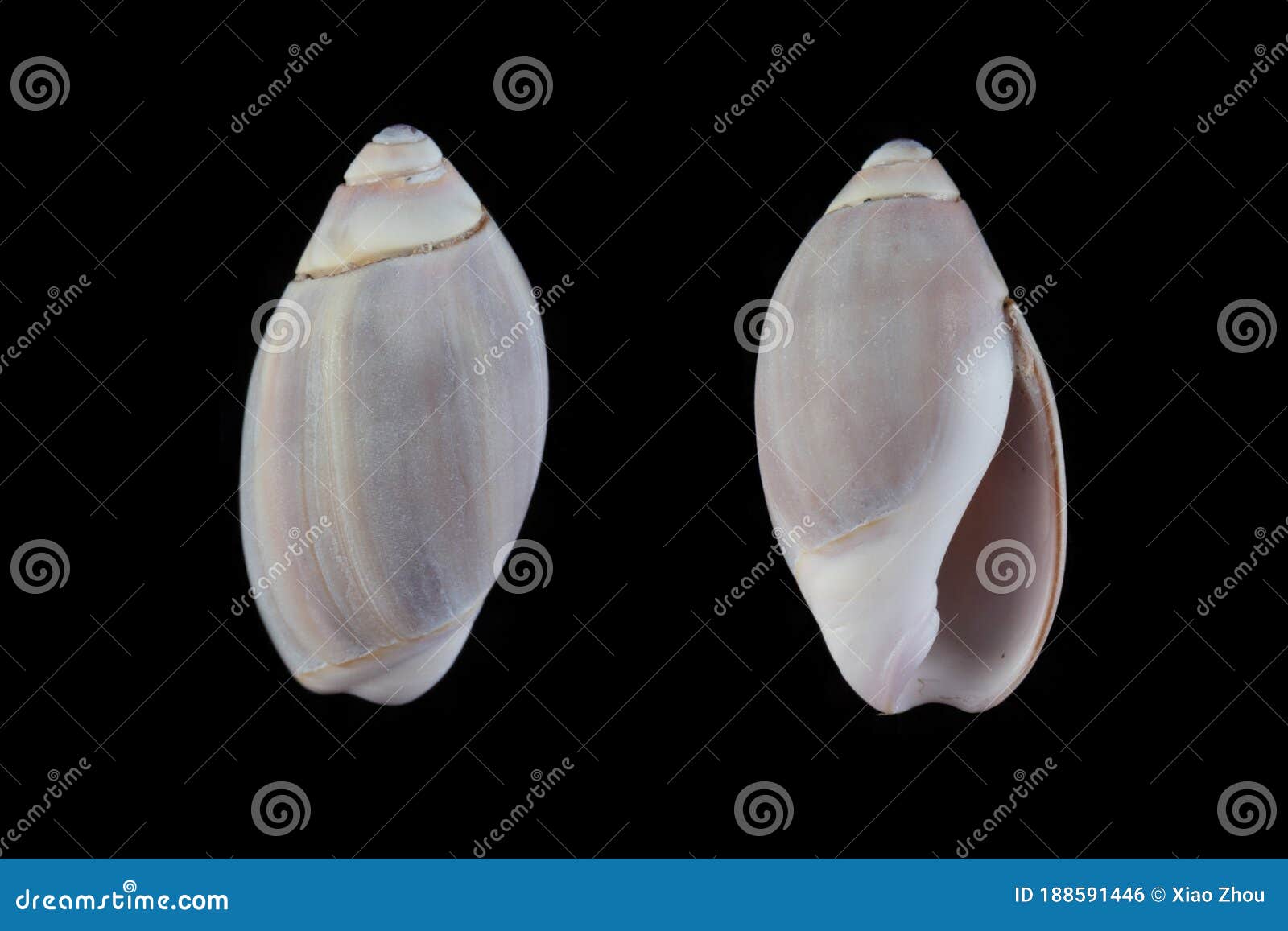 Variable Dwarf Olive-Olivella Mutica Royalty-Free Stock Image ...