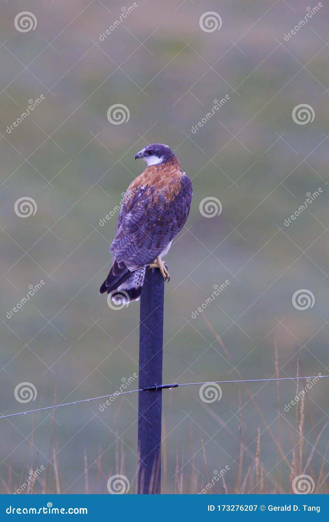 Variable Hawk 843436 stock image. Image of wildbird - 173276207