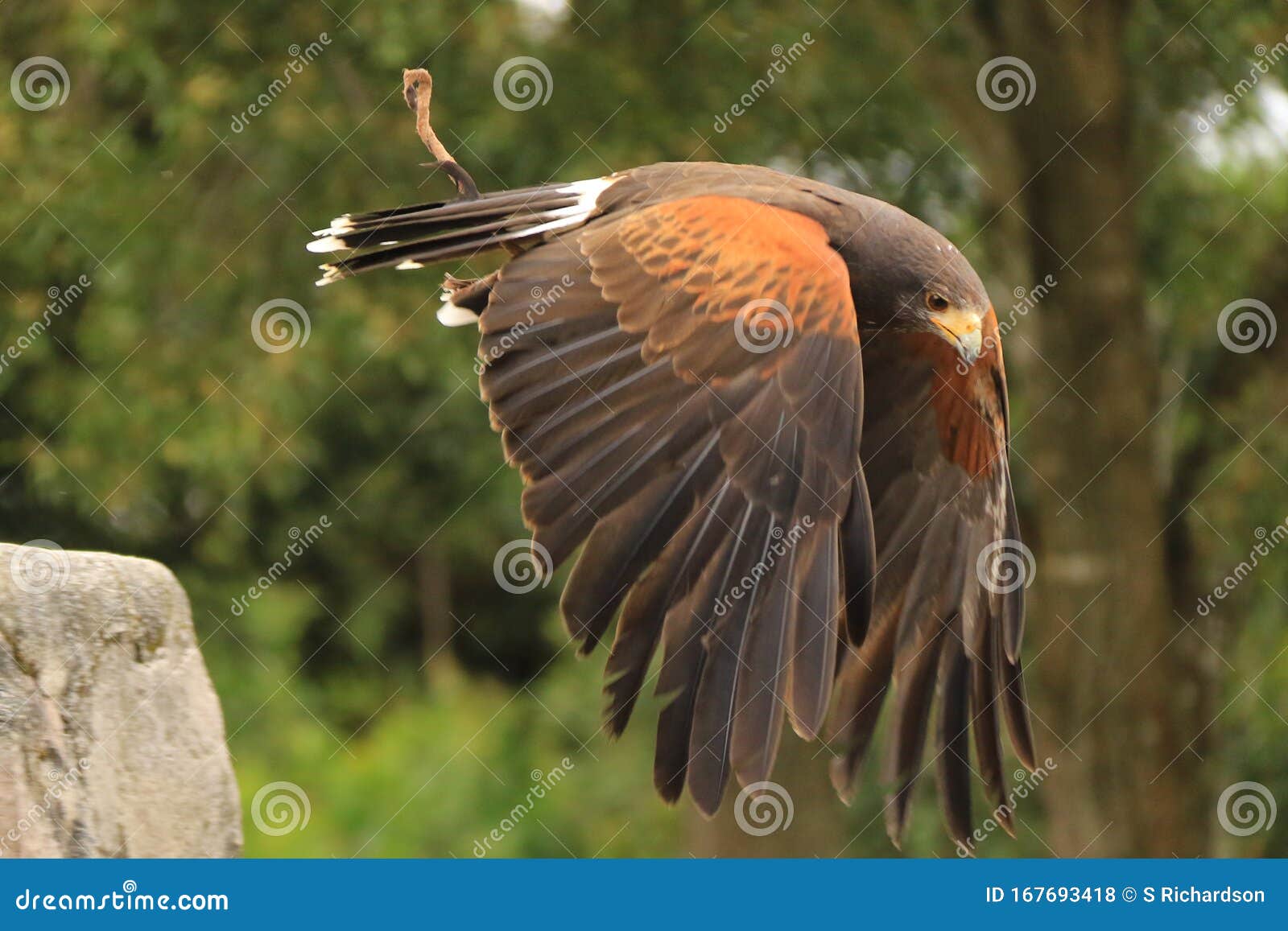 Variable Hawk - in flight stock photo. Image of polymorphic - 167693418