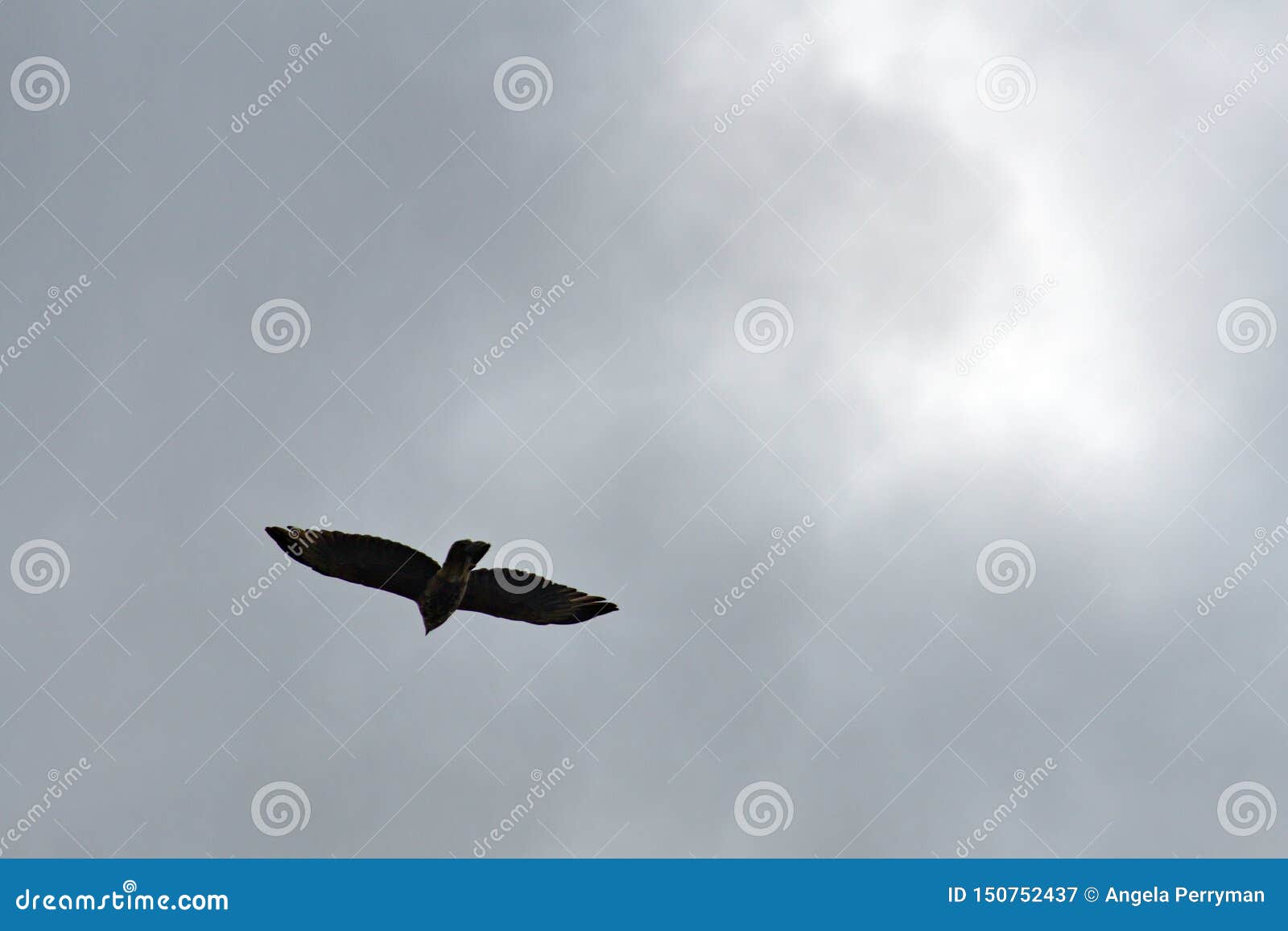 Variable hawk in flight stock image. Image of variable - 150752437