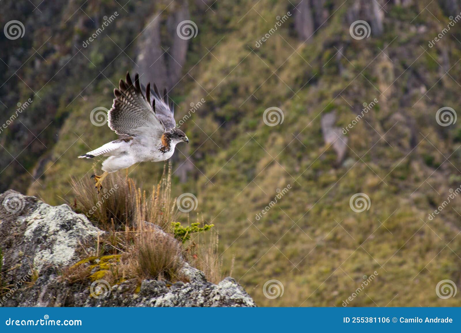 Variable Hawk in flight stock photo. Image of wildlife - 255381106