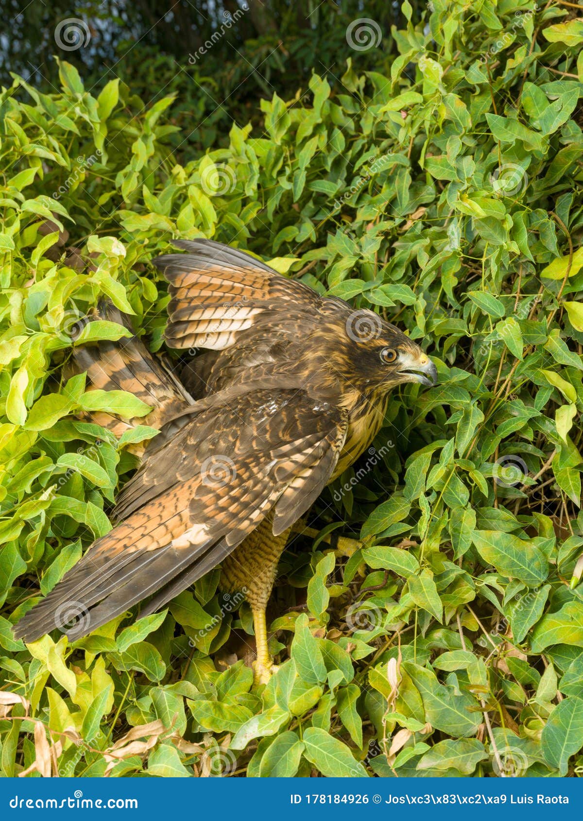 The Variable Hawk Geranoaetus Polyosoma is a Polymorphic Species of ...