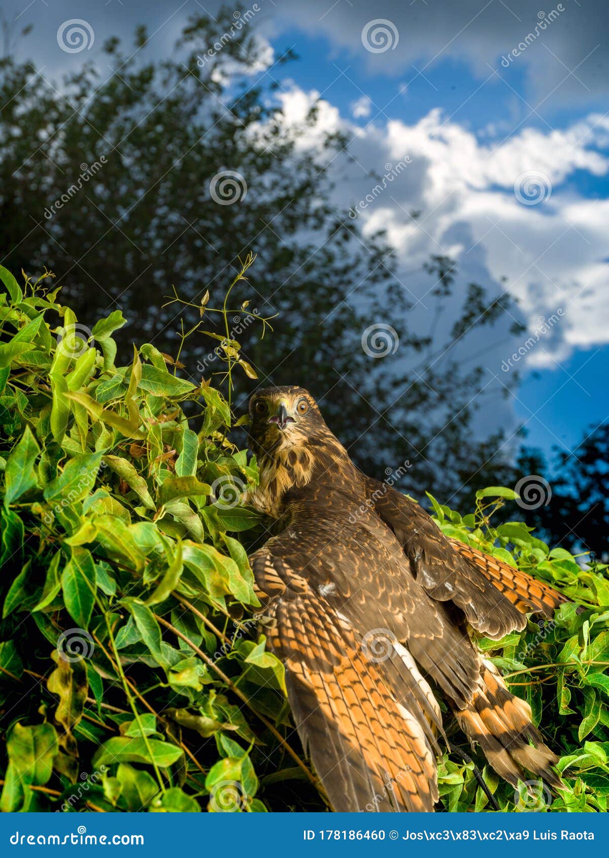The Variable Hawk Geranoaetus Polyosoma is a Polymorphic Species of ...