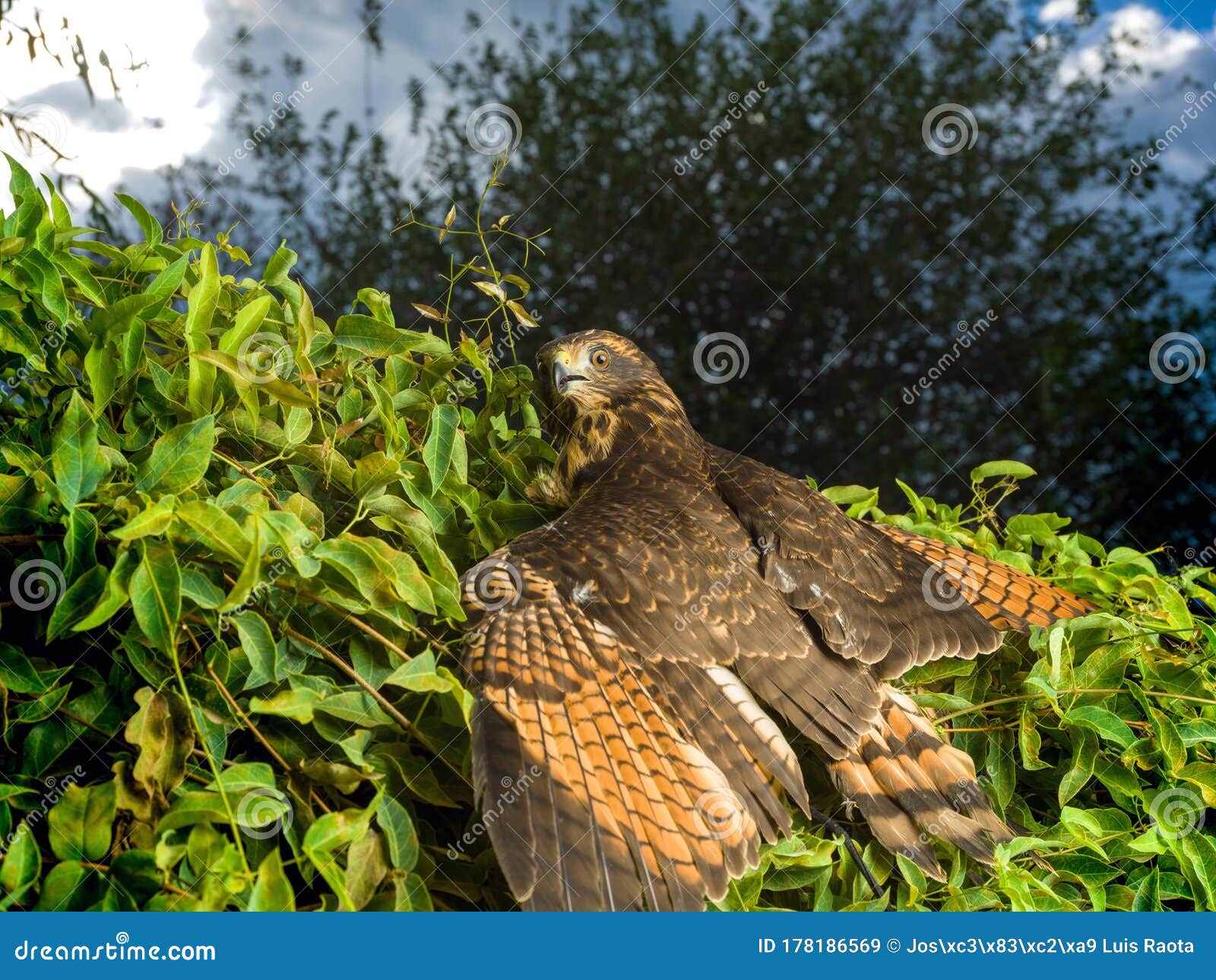 The Variable Hawk Geranoaetus Polyosoma is a Polymorphic Species of ...