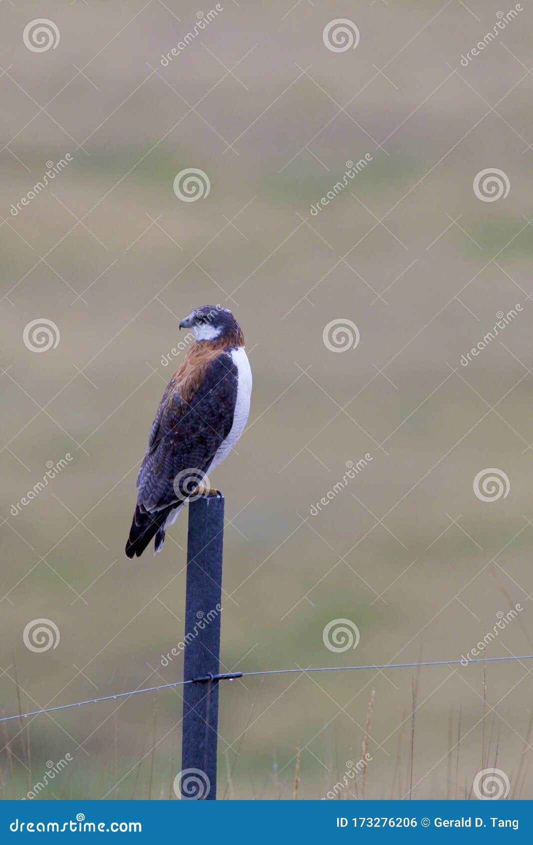 Variable Hawk 843432 stock photo. Image of reserve, ecological - 173276206