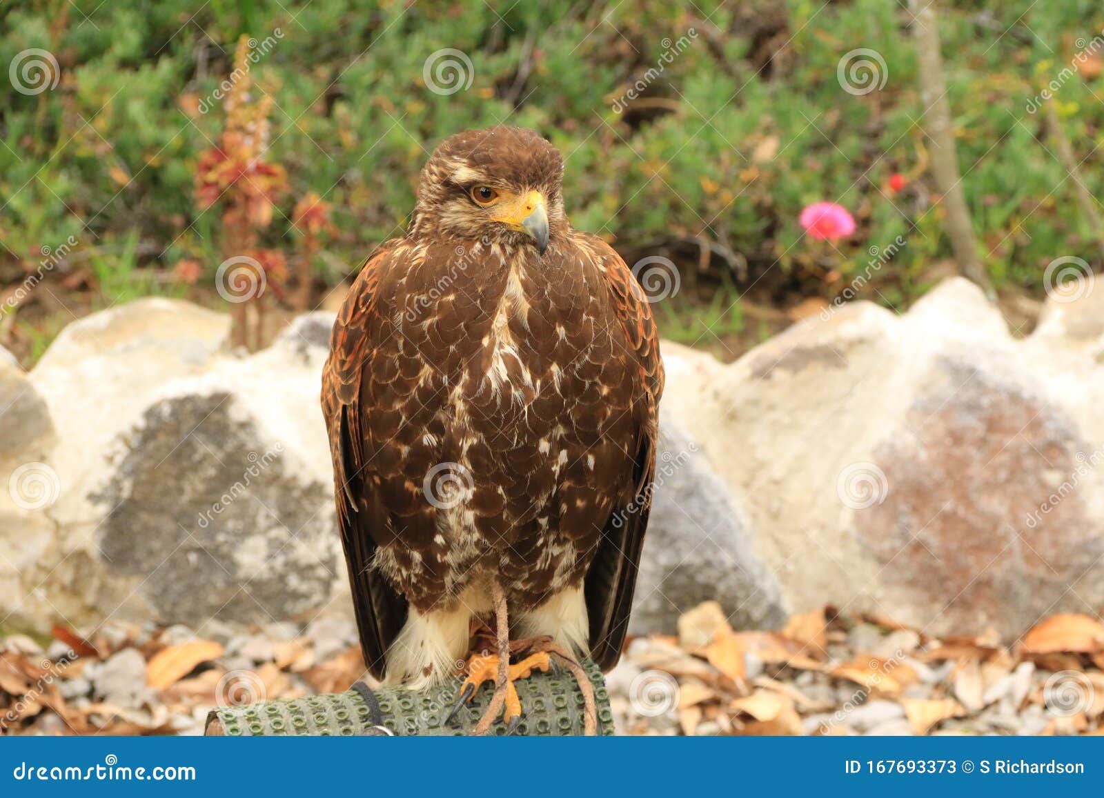 Variable Hawk stock image. Image of southern, polyosoma - 167693373
