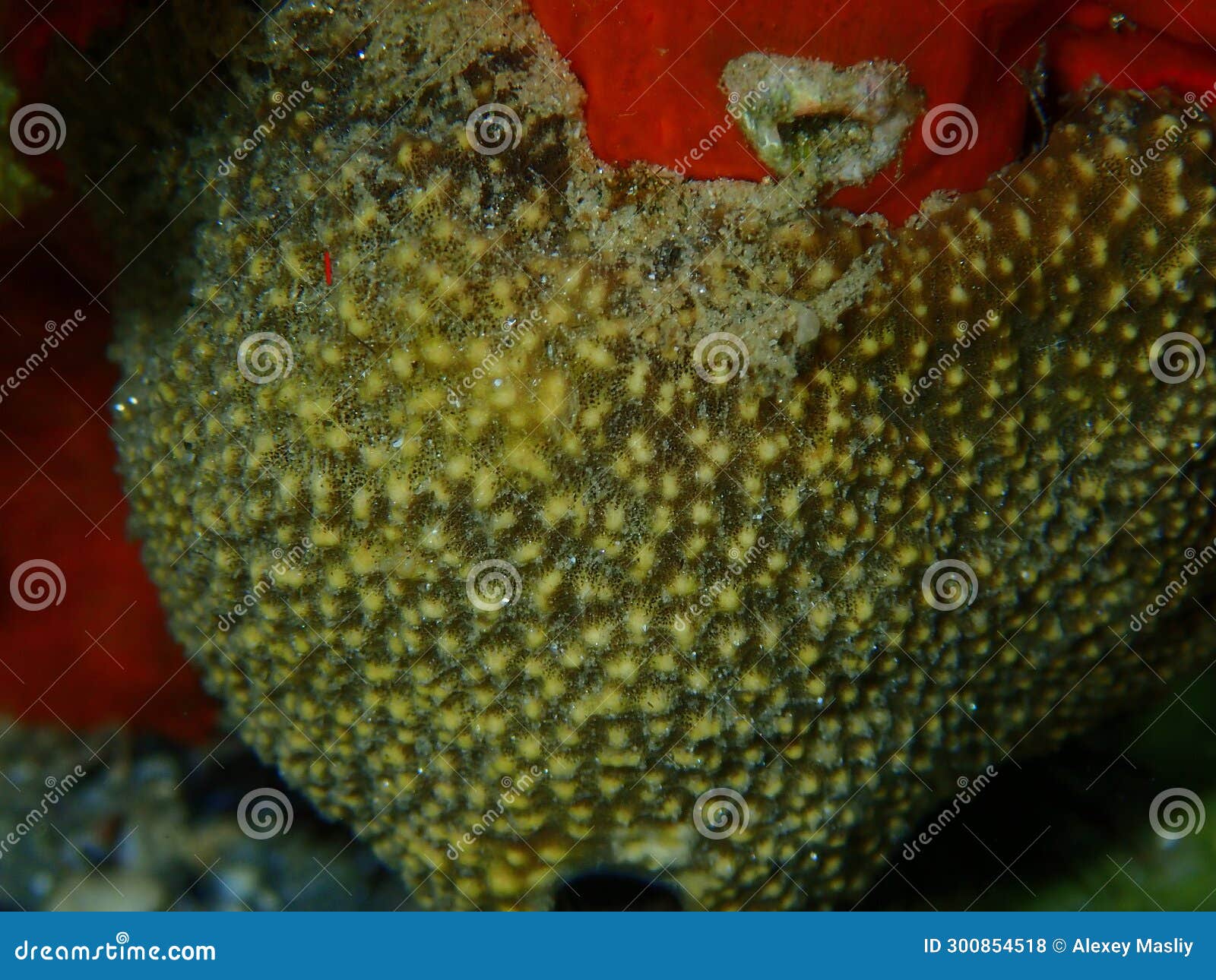 Variable Loggerhead Sponge (Ircinia Variabilis) Close-up Undersea ...
