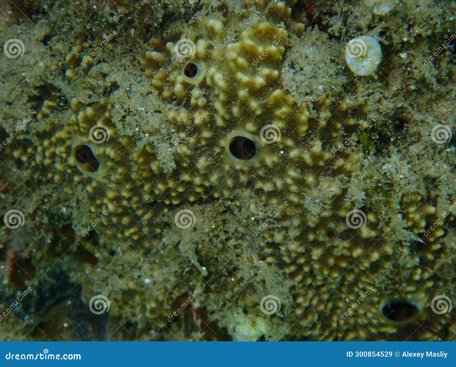 Variable Loggerhead Sponge (Ircinia Variabilis) Close-up Undersea ...