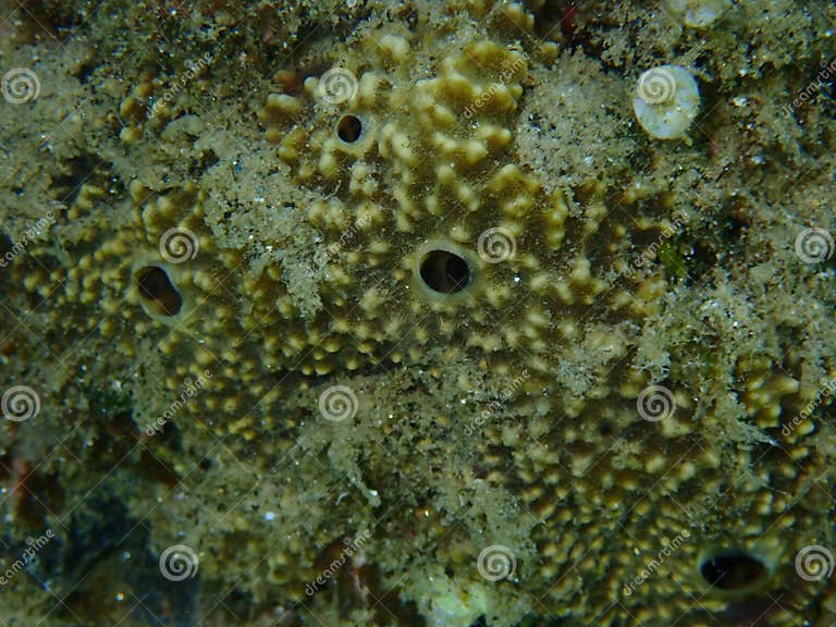 Variable Loggerhead Sponge (Ircinia Variabilis) Close-up Undersea ...