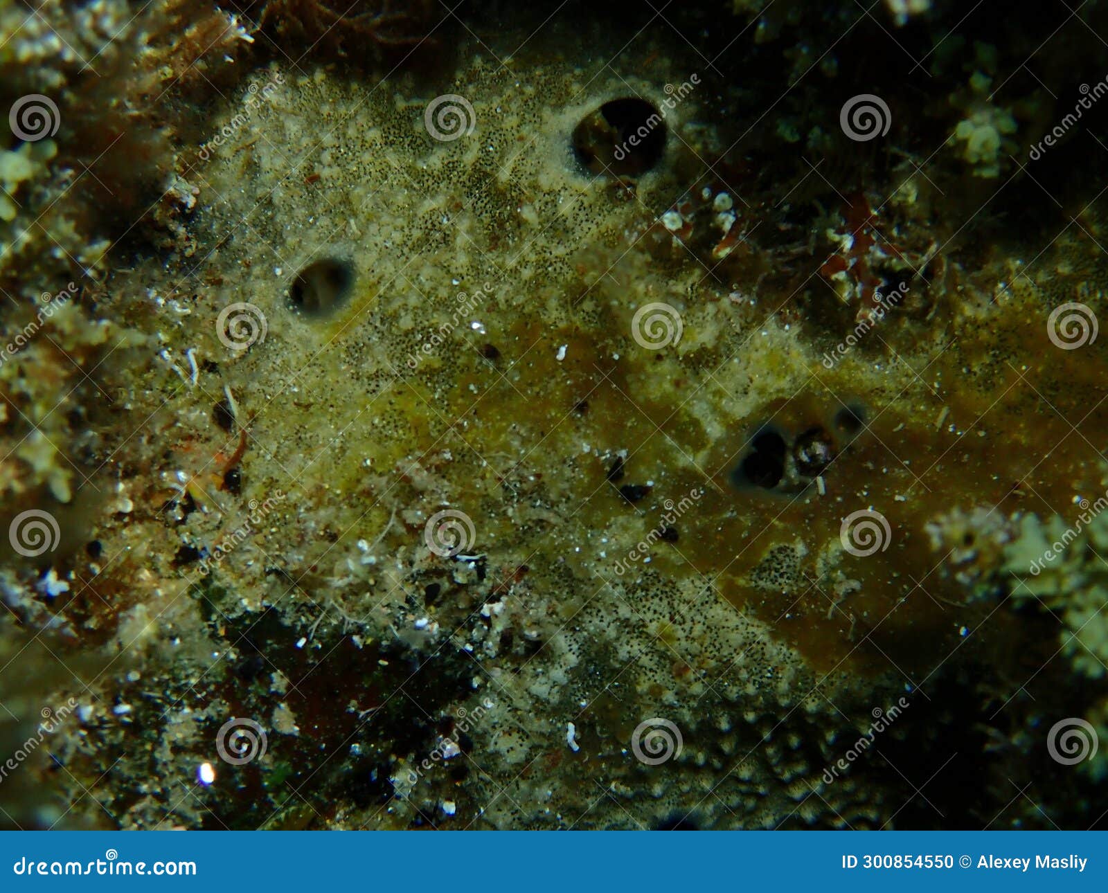 Variable Loggerhead Sponge (Ircinia Variabilis) Close-up Undersea ...