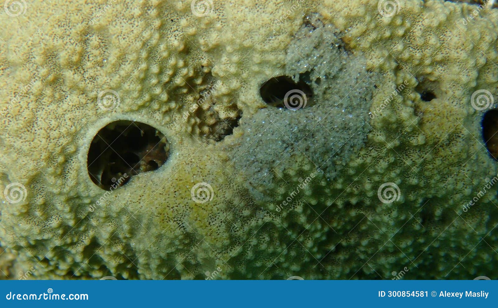 Variable Loggerhead Sponge (Ircinia Variabilis) Close-up Undersea ...