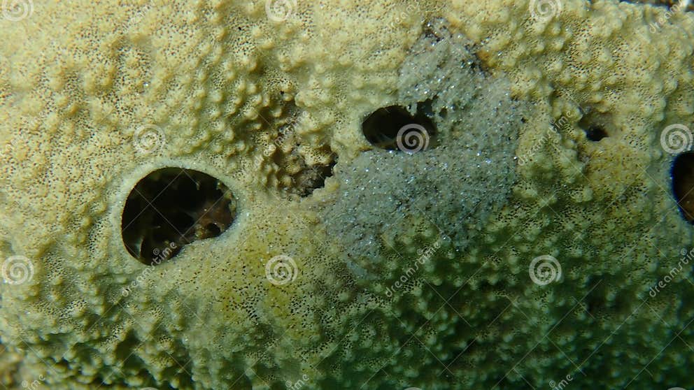 Variable Loggerhead Sponge (Ircinia Variabilis) Close-up Undersea ...