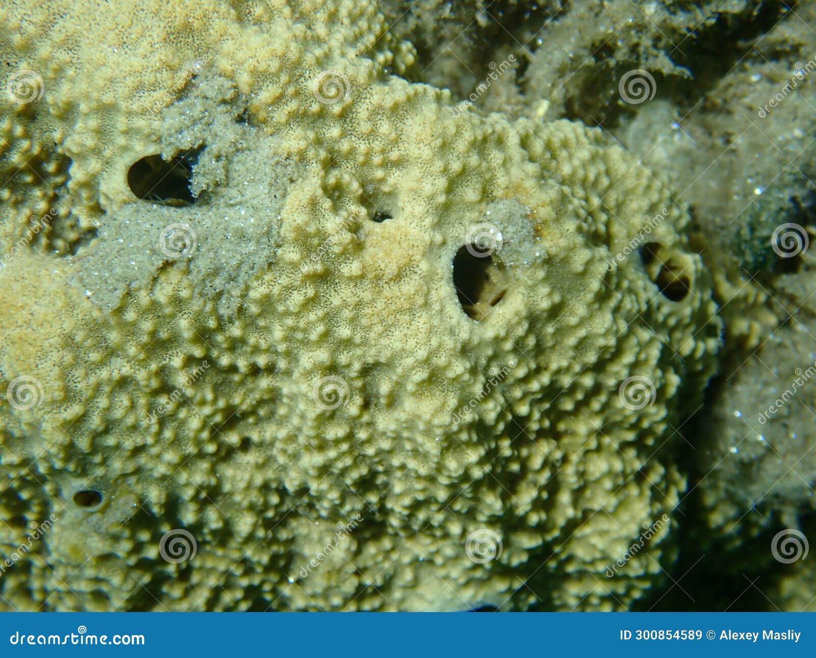 Variable Loggerhead Sponge (Ircinia Variabilis) Close-up Undersea ...