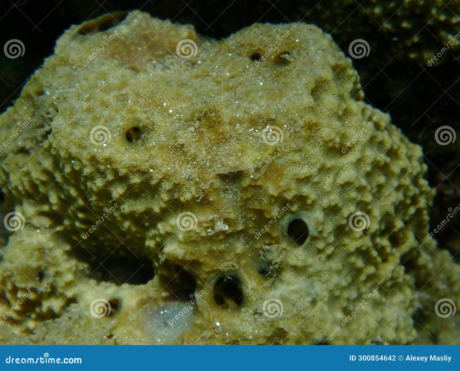 Variable Loggerhead Sponge (Ircinia Variabilis) Close-up Undersea ...