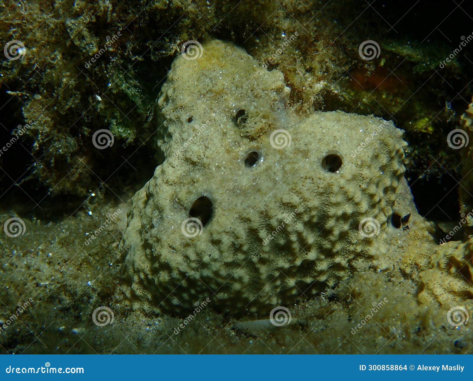 Variable Loggerhead Sponge (Ircinia Variabilis) Close-up Undersea ...