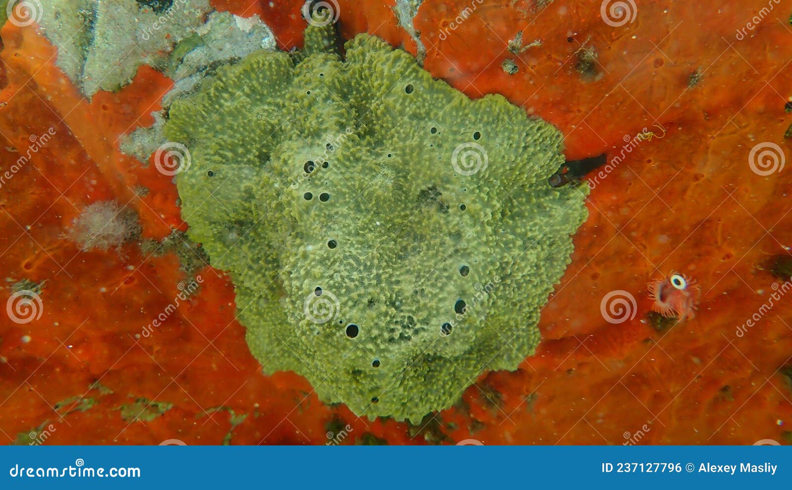 Variable Loggerhead Sponge Ircinia Variabilis Undersea, Aegean Sea ...