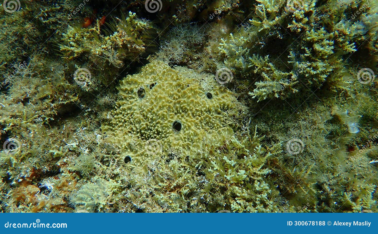 Variable Loggerhead Sponge (Ircinia Variabilis) Undersea, Aegean Sea ...