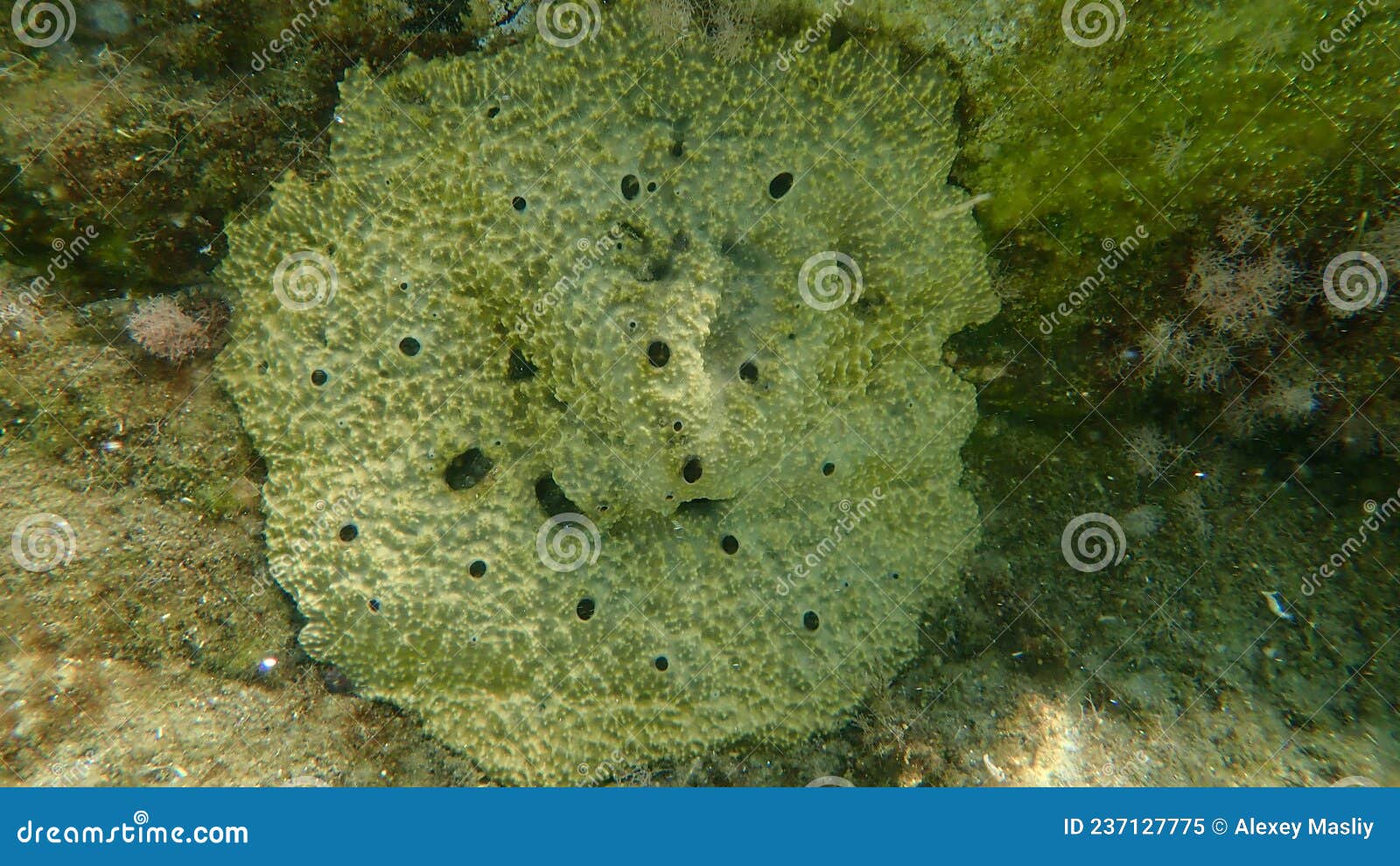 Variable Loggerhead Sponge Ircinia Variabilis Undersea, Aegean Sea ...