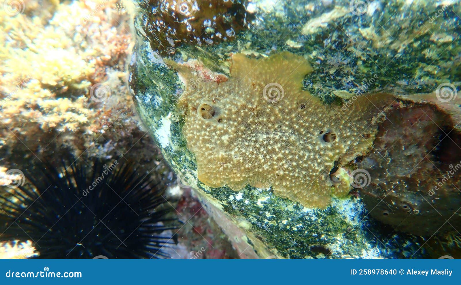 Variable Loggerhead Sponge (Ircinia Variabilis) Undersea, Aegean Sea ...