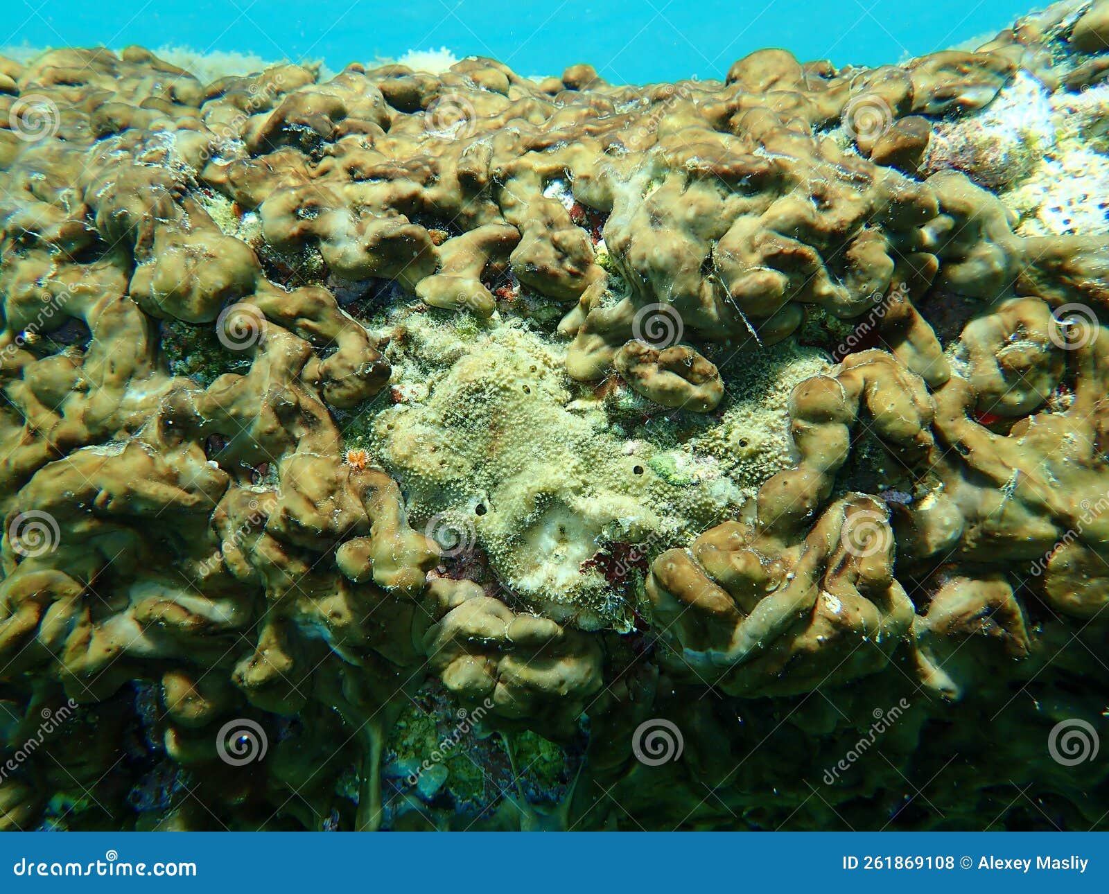 Variable Loggerhead Sponge (Ircinia Variabilis) Undersea, Aegean Sea ...